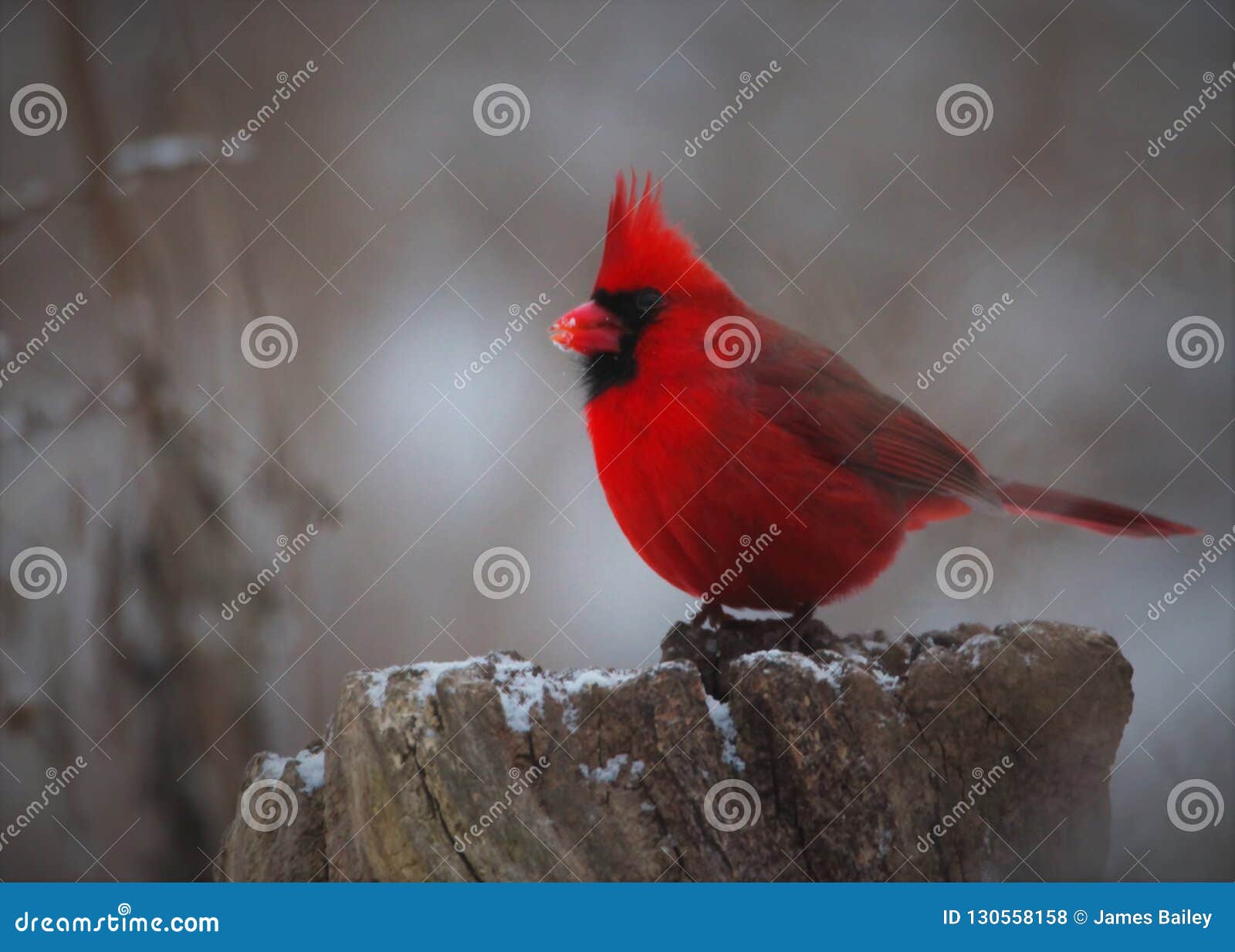 COLD WINTER CARDINAL stock photo. Image of bird, wildlife - 130558158