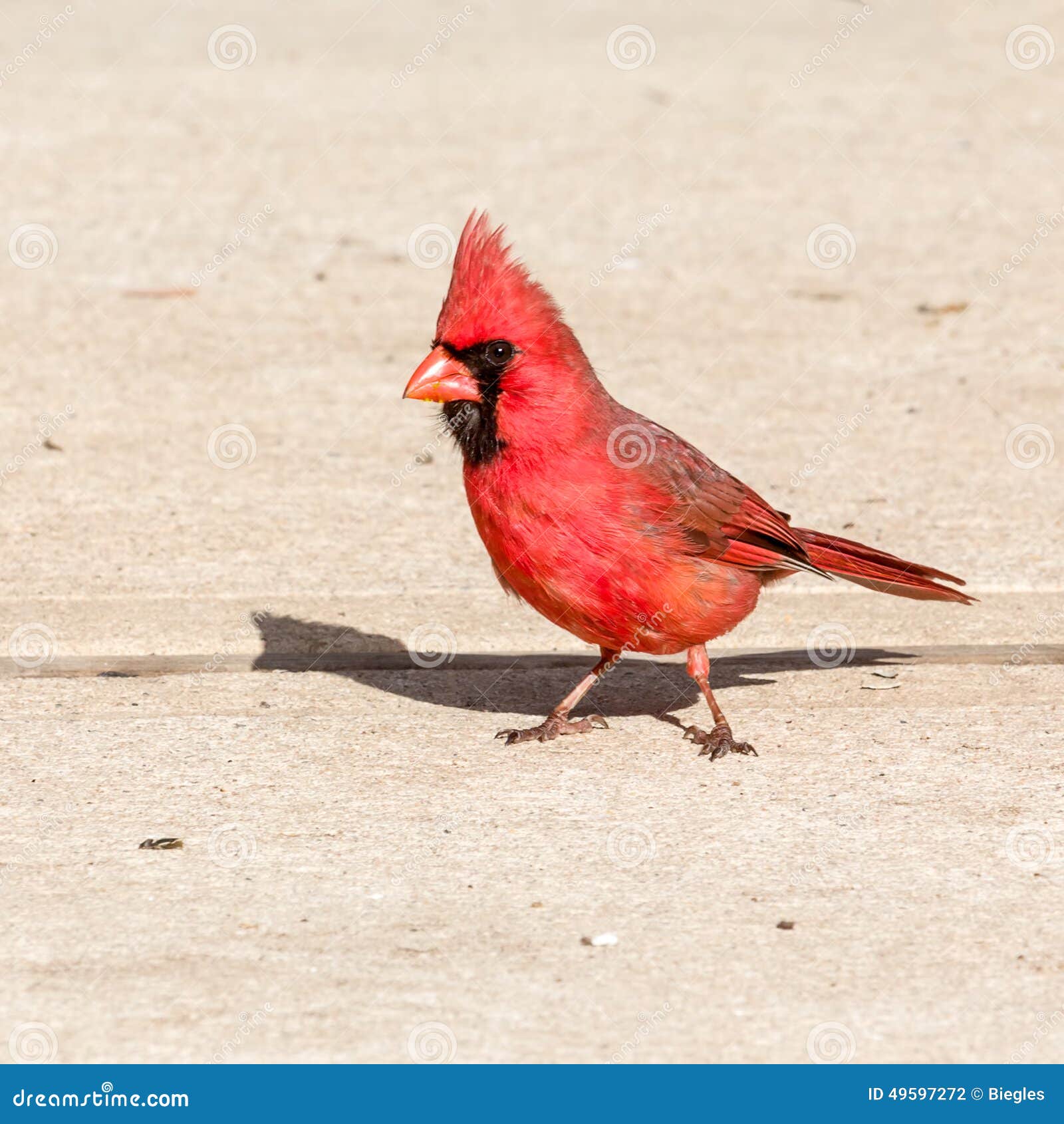 Male Cardinal stock photo. Image of male, cardinal, spring - 49597272