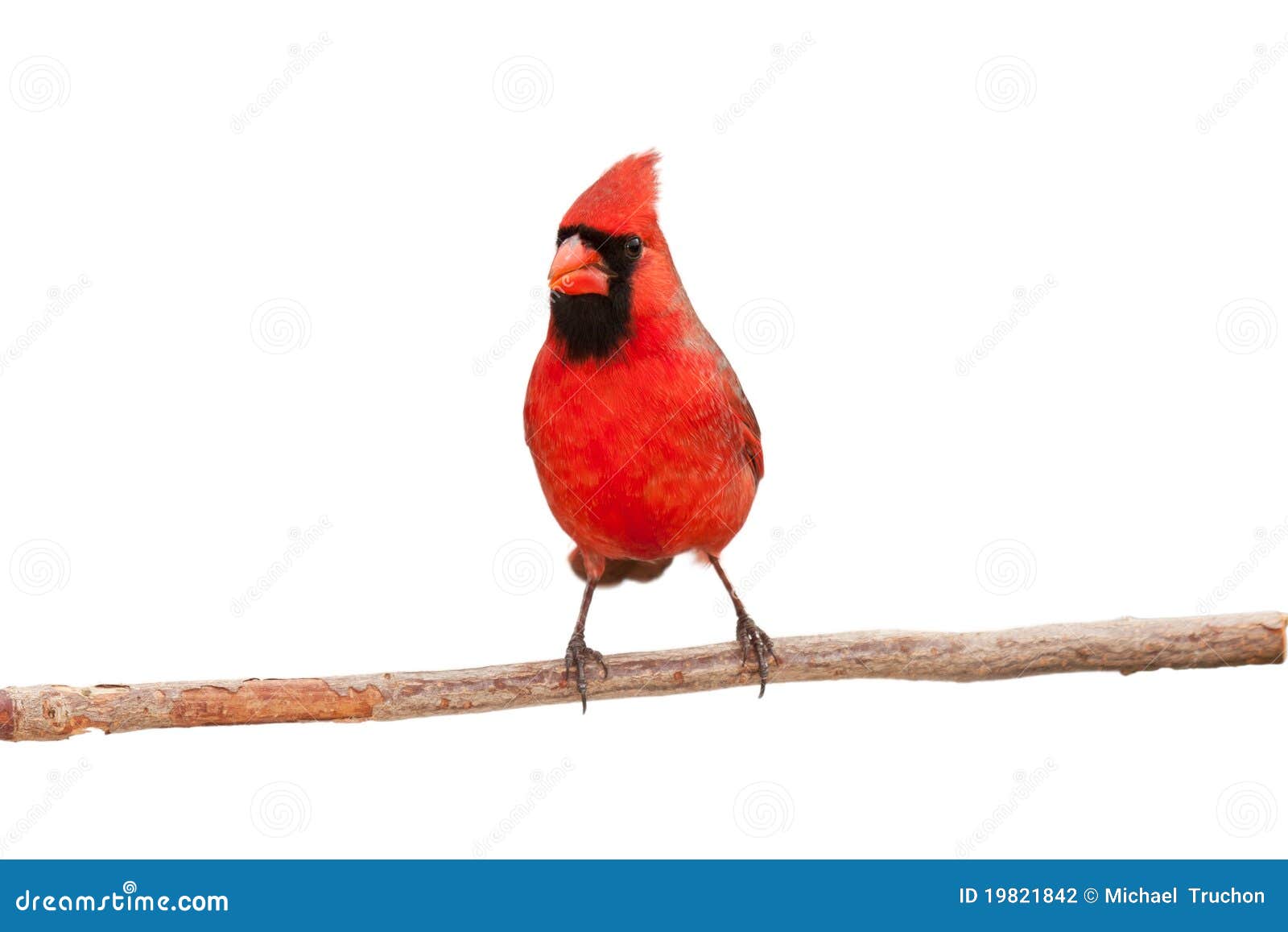 Male Cardinal Eating a Seed Stock Photo - Image of brown, isolated ...
