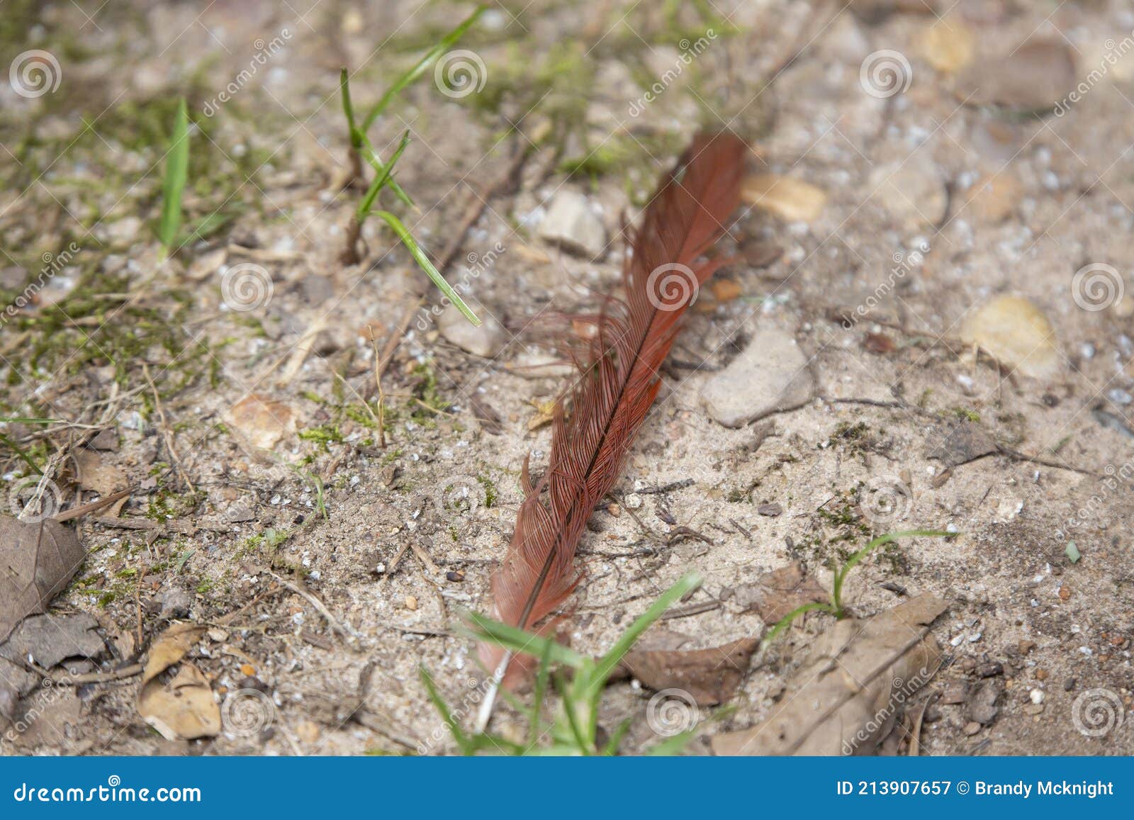 Male Cardinal Feather stock image. Image of conservation - 213907657