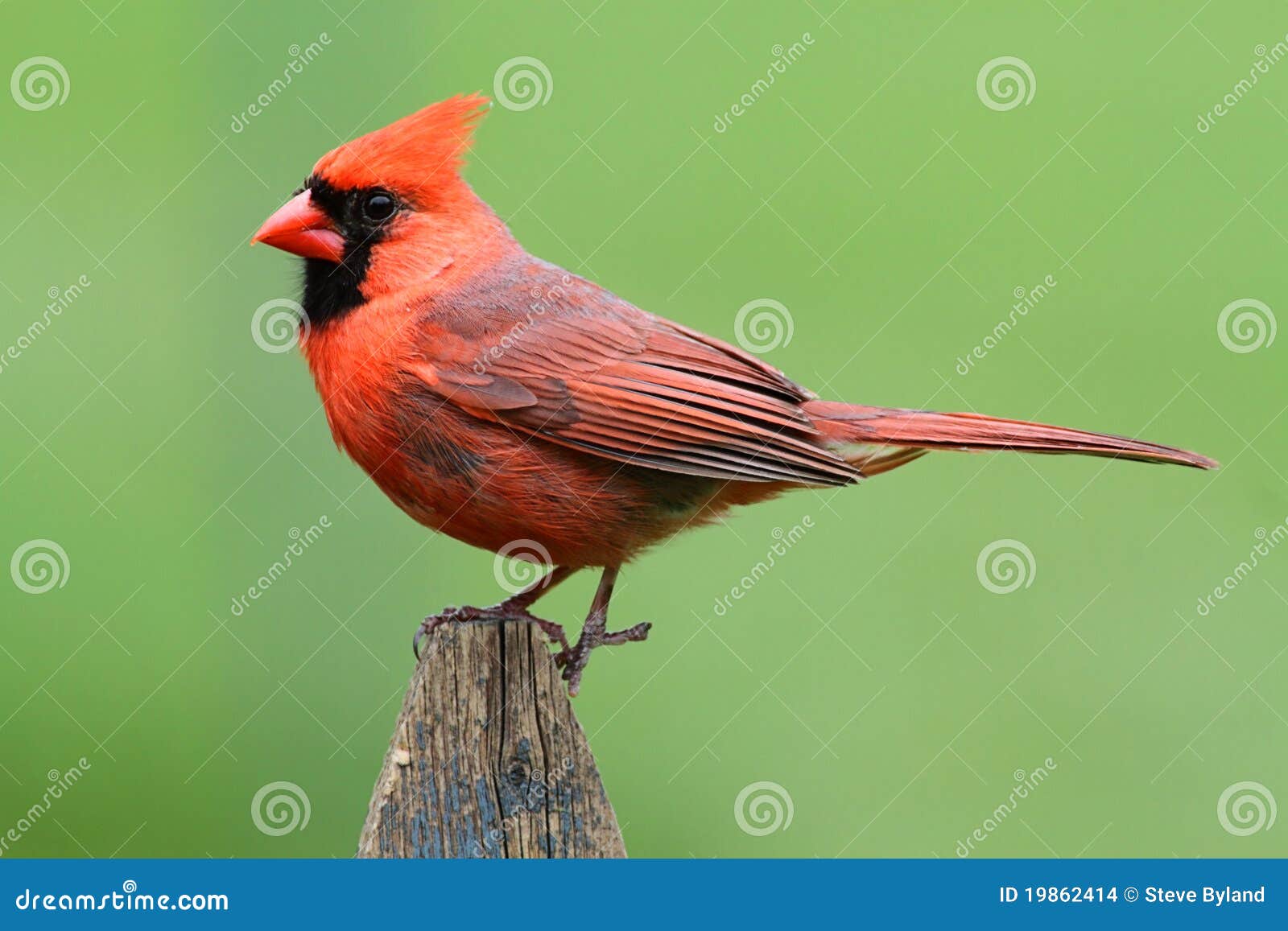 Male Cardinal on a Fence stock photo. Image of northern - 19862414
