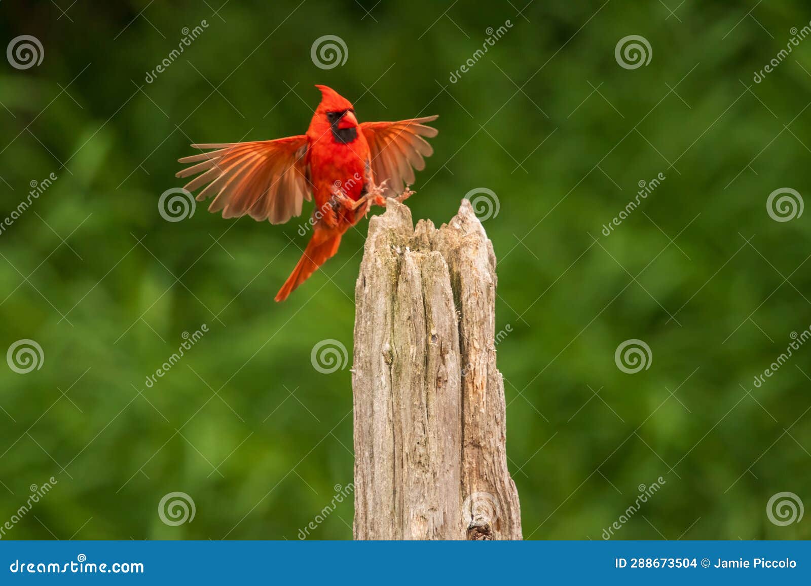 Male Cardinal Flying To a Post Stock Photo - Image of animal, beak ...