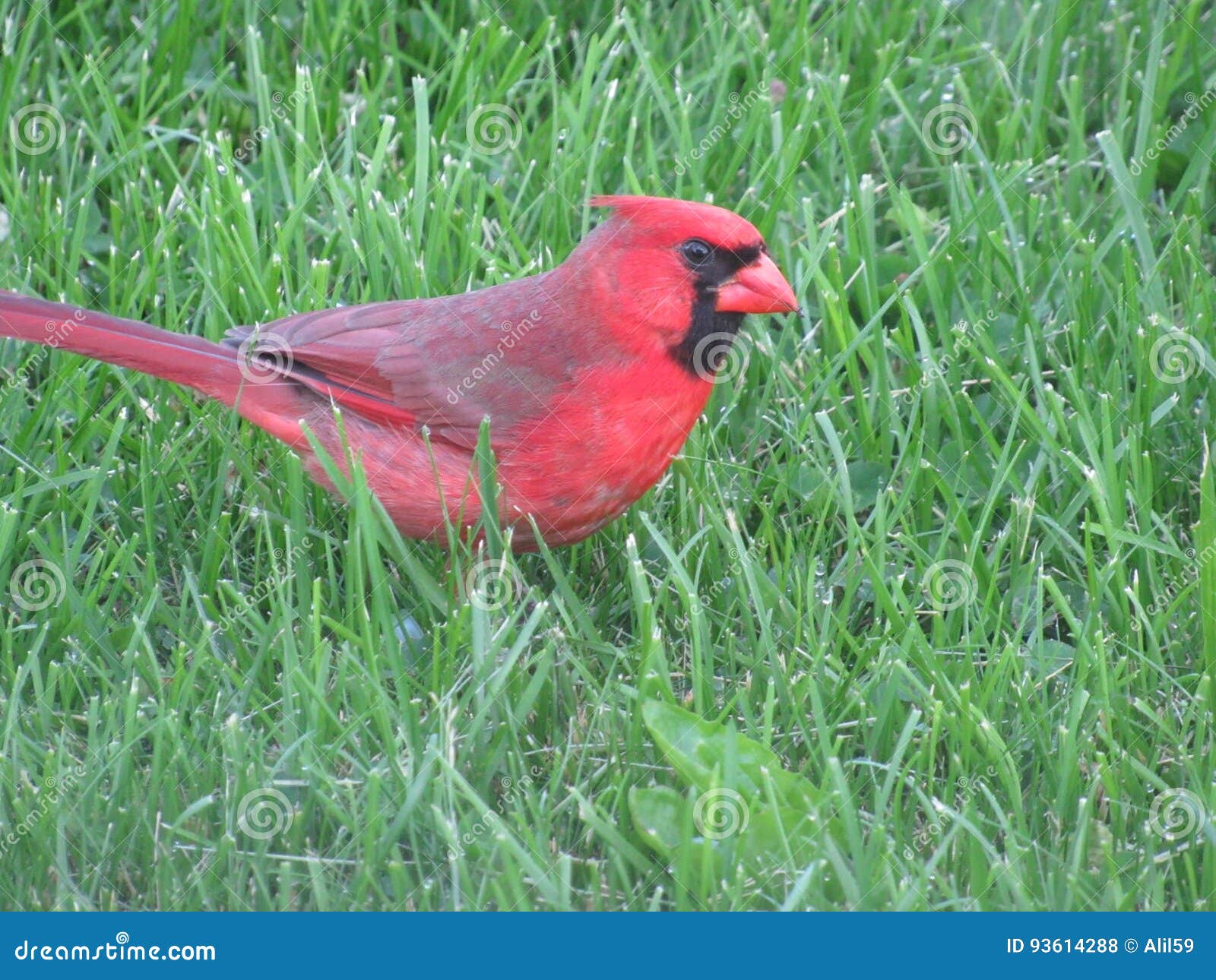 Male Cardinal stock photo. Image of cardinal, grass, looking - 93614288