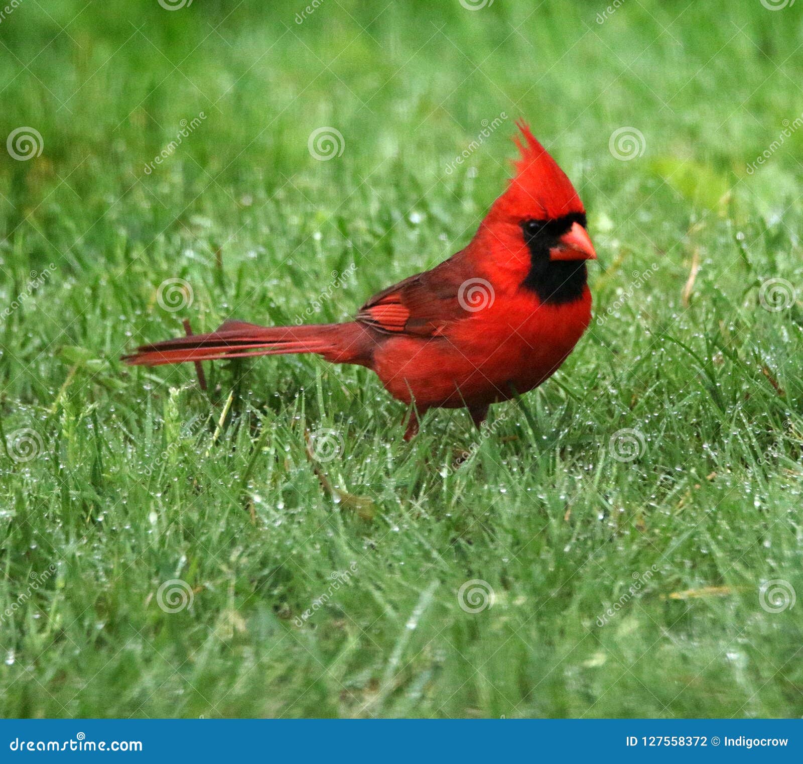 Male Cardinal in the Grass stock photo. Image of male - 127558372