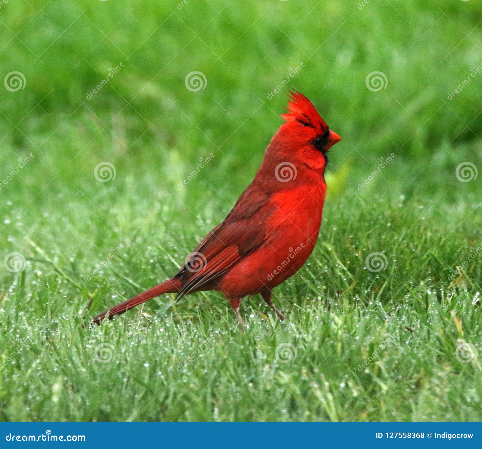 Male Cardinal in the Grass II Stock Photo - Image of animal, wing ...