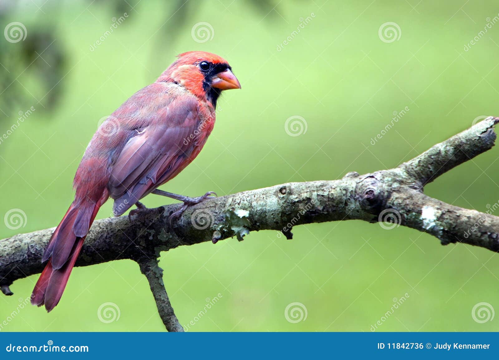 Male Cardinal on limb stock photo. Image of face, perch - 11842736