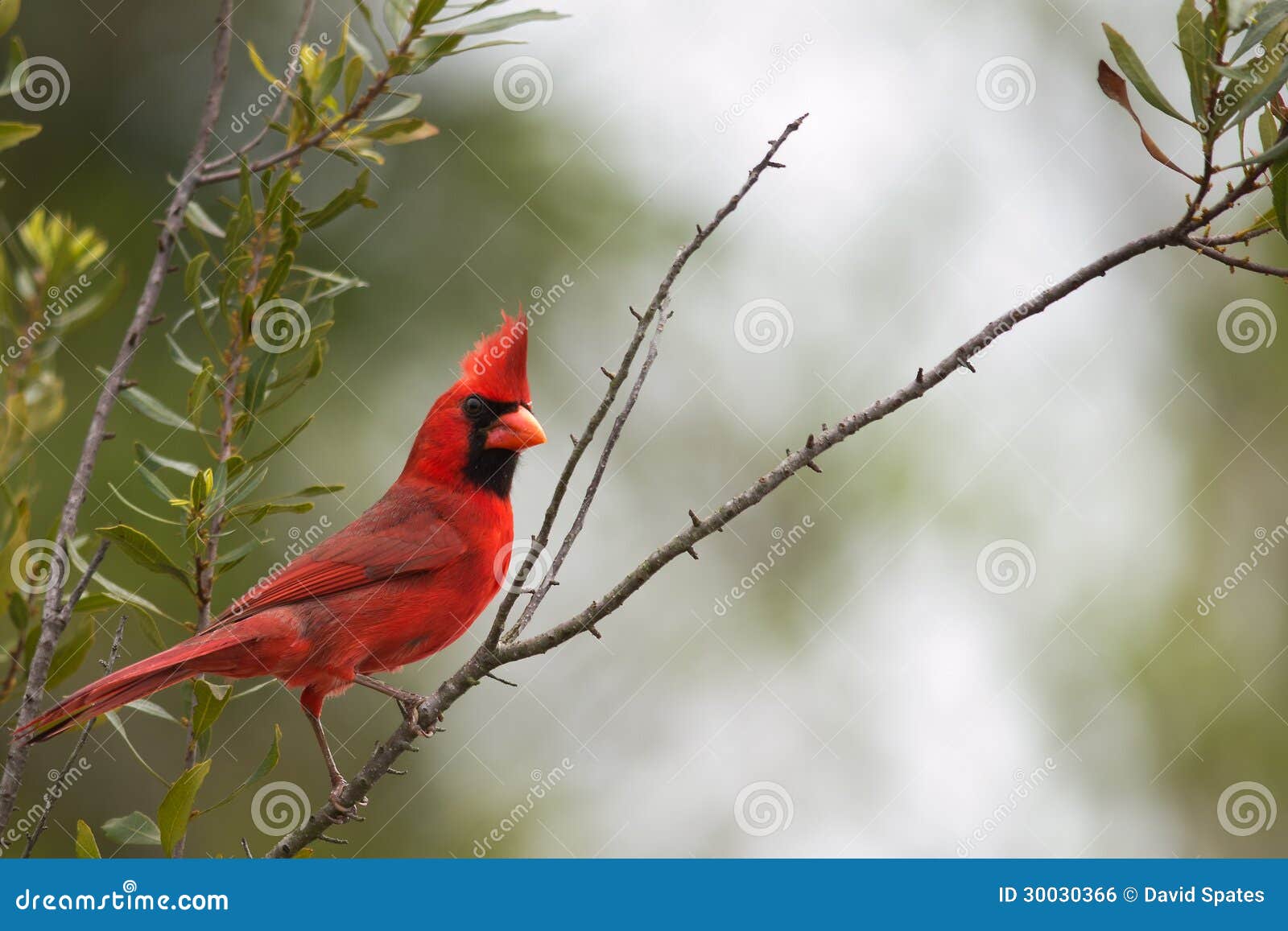 Northern Cardinal (Cardinalis Cardinalis) Stock Photo - Image of ...
