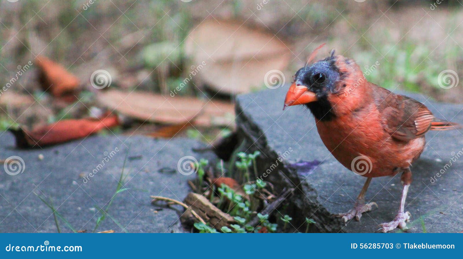 Male Cardinal-Molting 1 stock image. Image of orange - 56285703