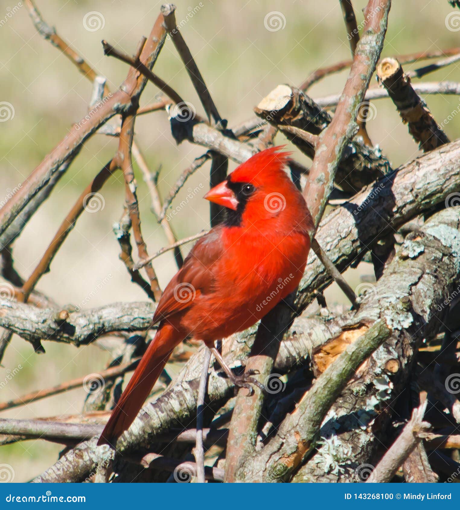 Northern Male Cardinal Perched Stock Photo - Image of pile, perch ...