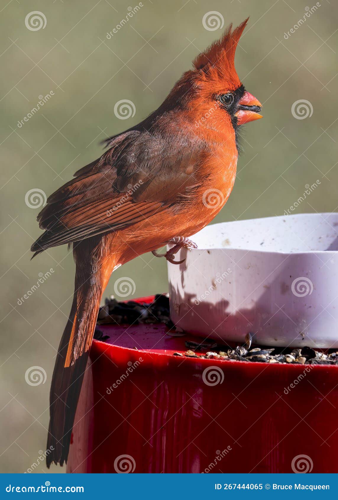 Male Cardinal Perched stock image. Image of cardinal - 267444065