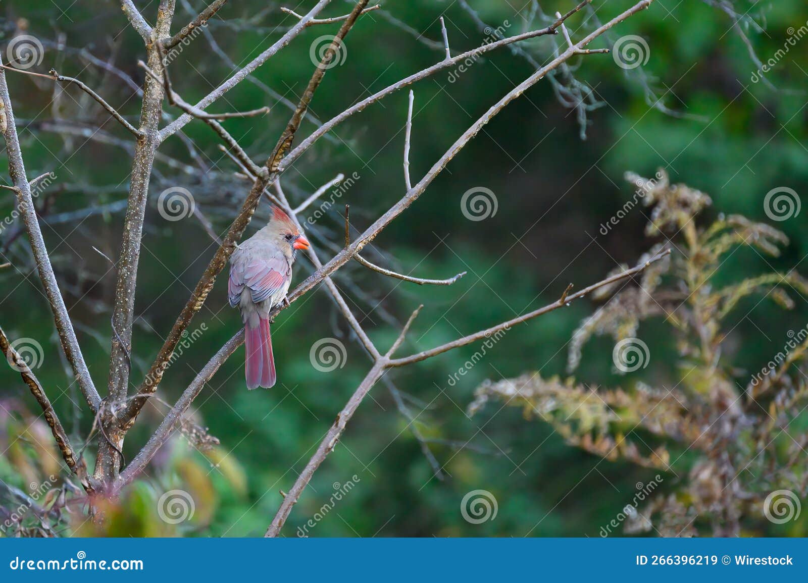 Male Cardinal Perching on Tree Branch Stock Image - Image of park, head ...