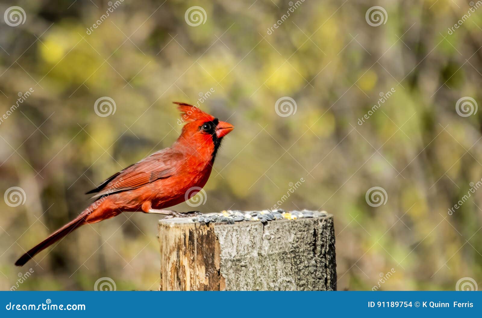 Male Cardinal with Raised Crest Stock Photo - Image of nature ...