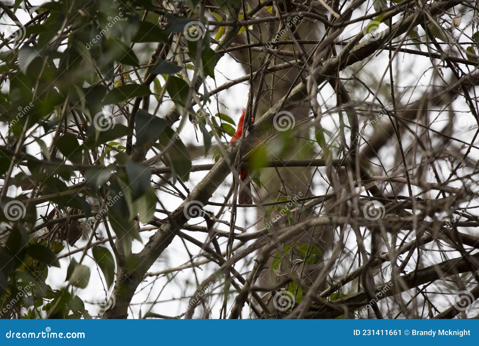 Male Cardinal Singing stock image. Image of cardinal - 231411661