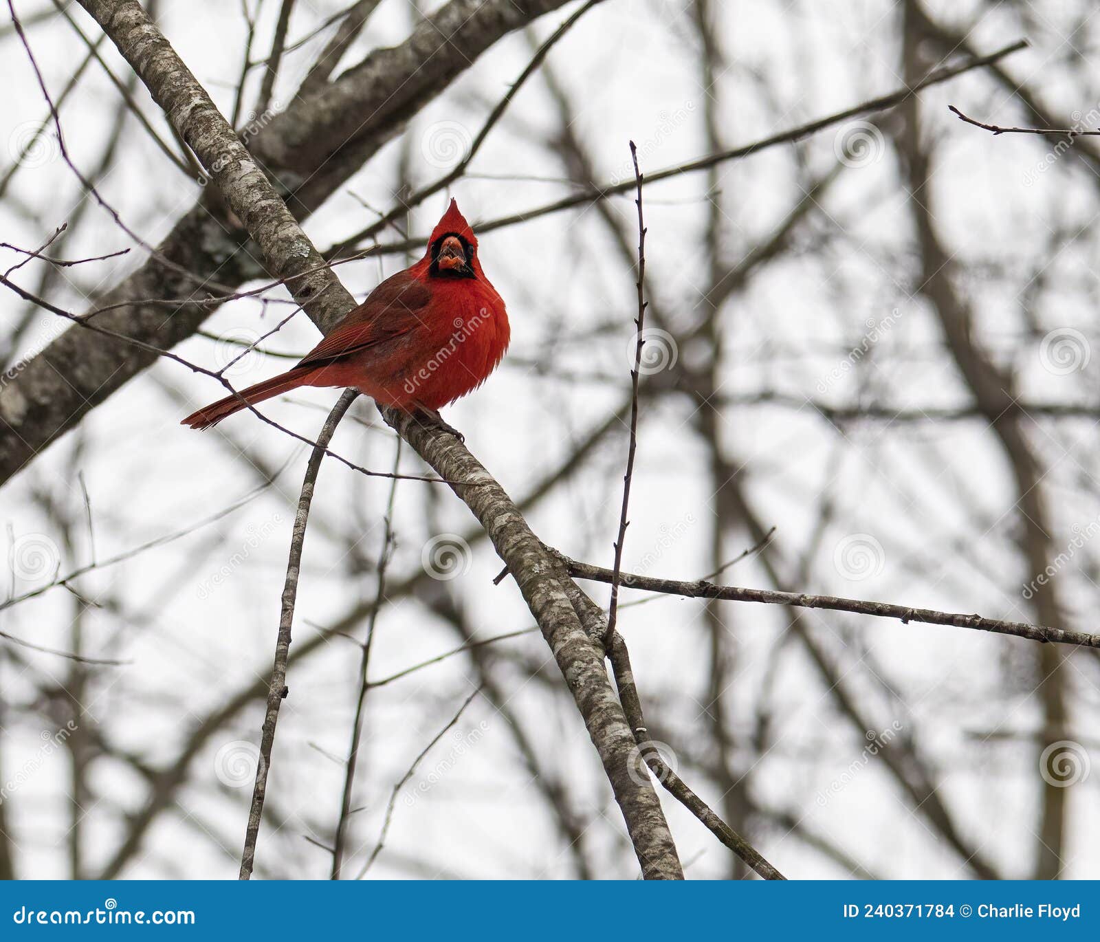 Male Cardinal Singing on Tree Limb Stock Photo - Image of feathers ...