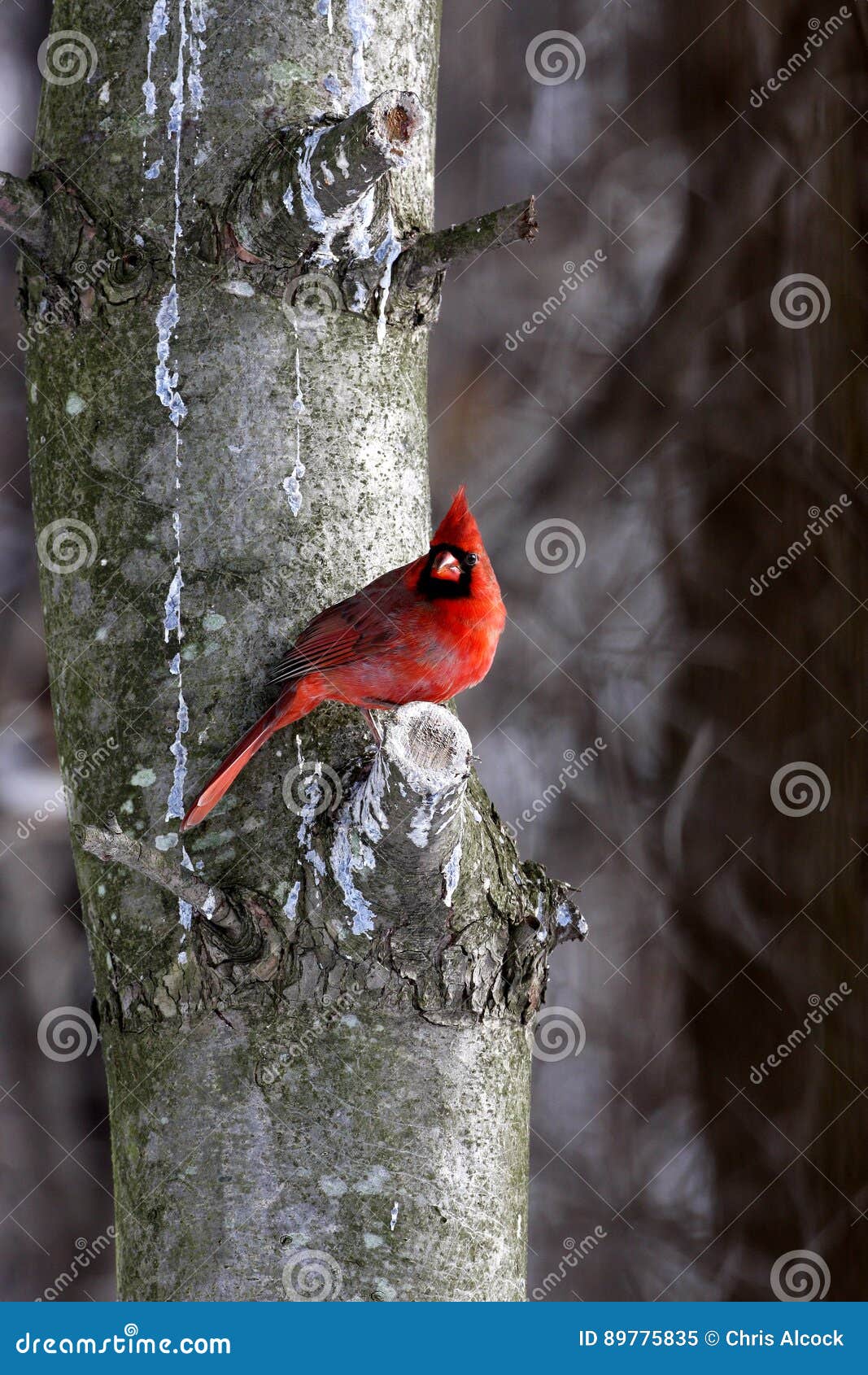 Male cardinal stock image. Image of birdfeeder, avian - 89775835