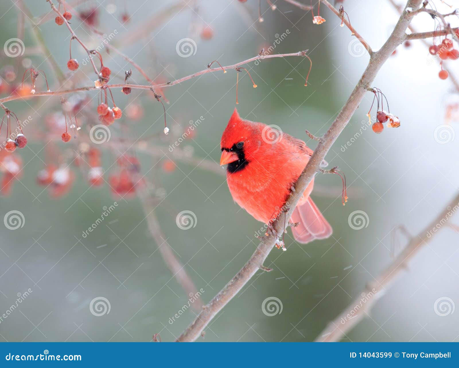 Male cardinal in snowstorm stock image. Image of cold - 14043599