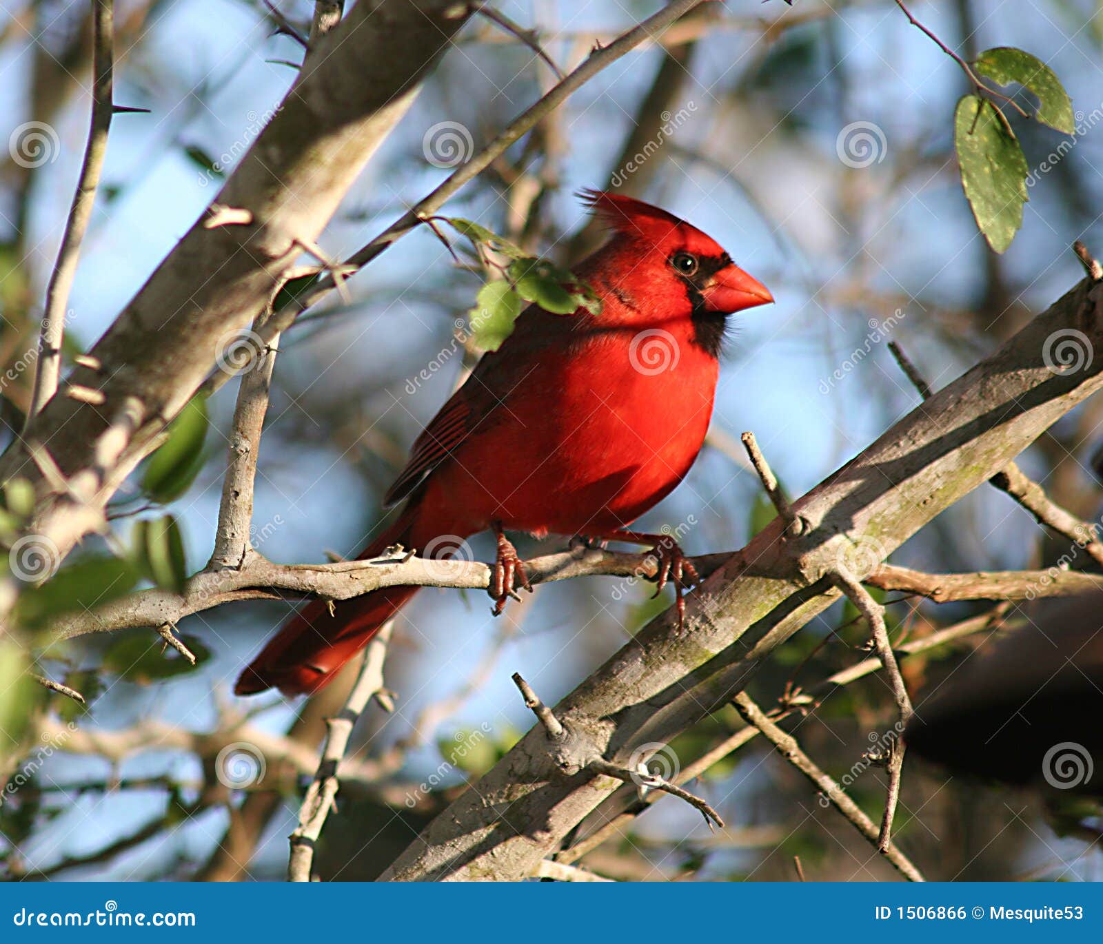 Male Cardinal in Southern Texas Shrubland Stock Photo - Image of bird ...