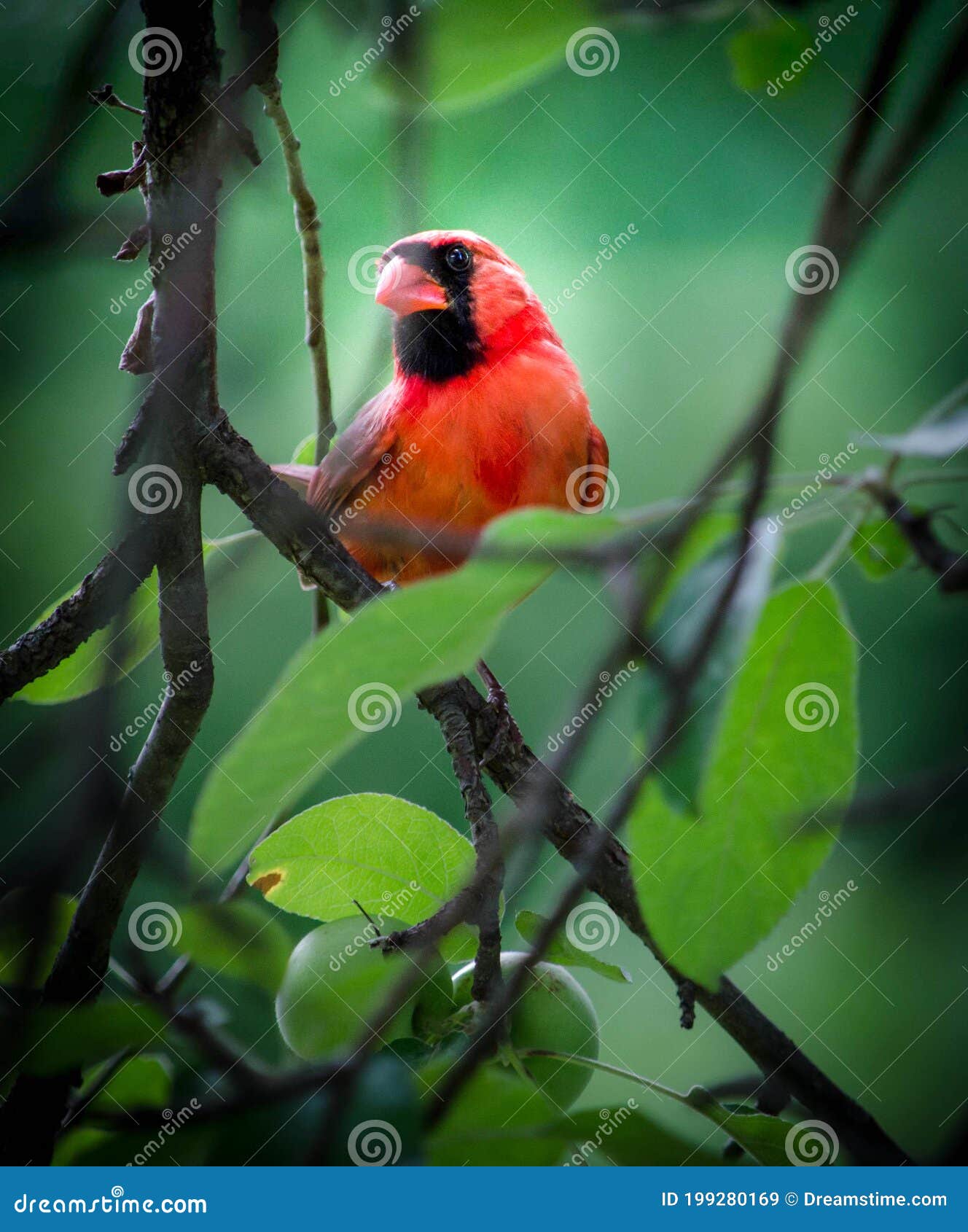 Male cardinal in tree stock image. Image of alert, bright - 199280169