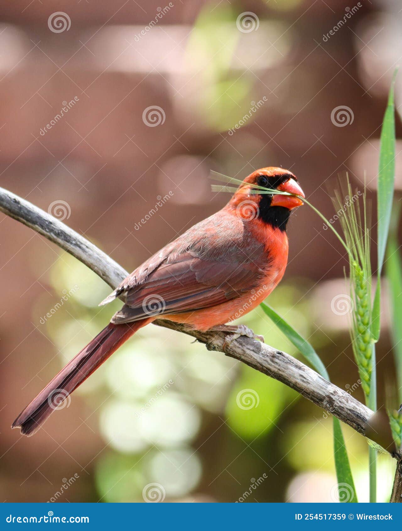 Male Cardinal on a Tree Branch Stock Image - Image of outdoor, habitat ...