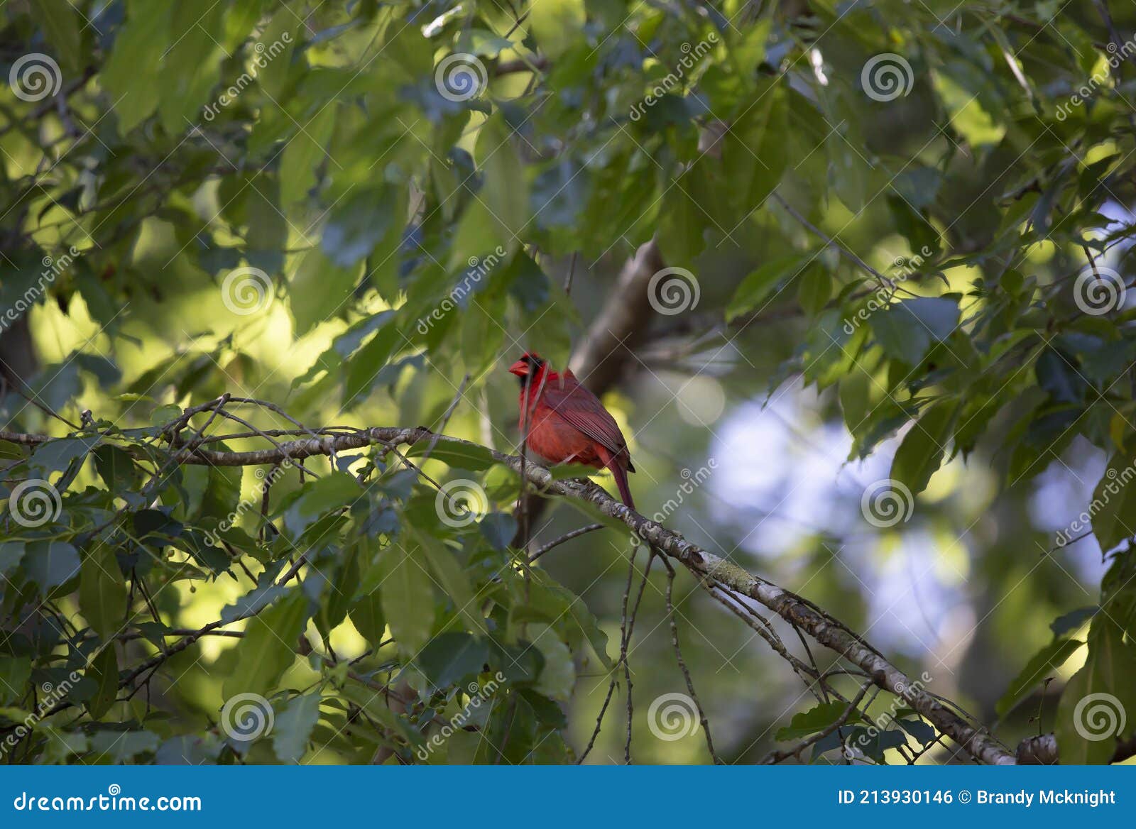 Male Cardinal on a Tree Branch Stock Photo - Image of branch, life ...