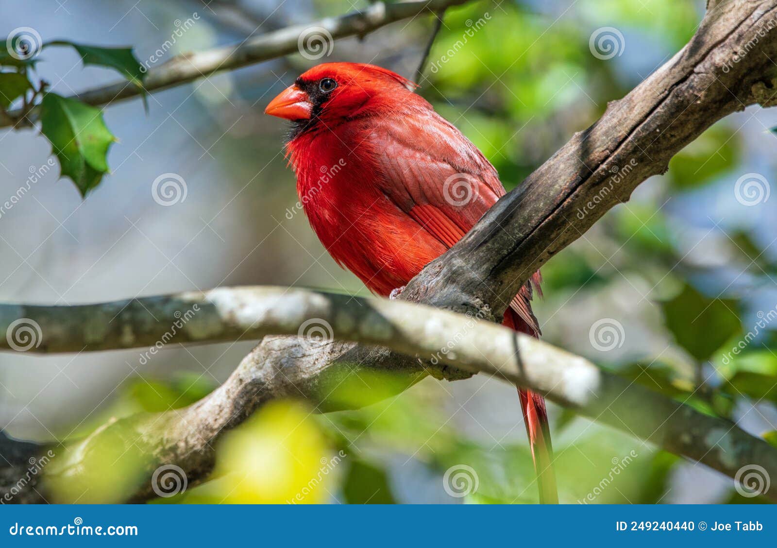 Male cardinal in a tree. stock photo. Image of wild - 249240440