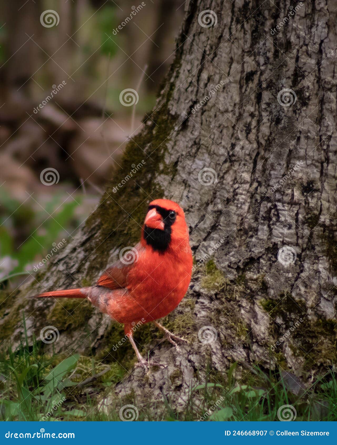 Male Cardinal by a Tree stock image. Image of woods - 246668907