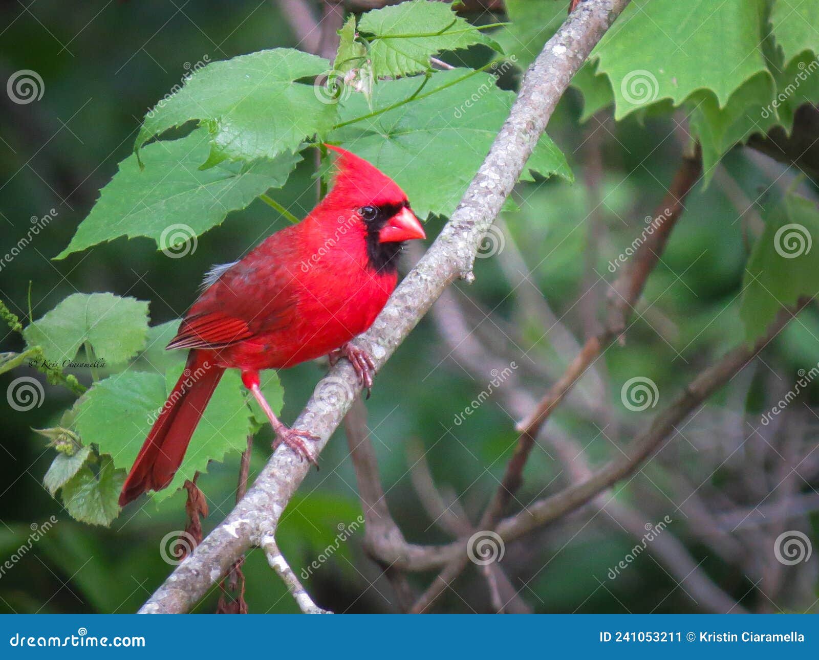 Cardinal stock image. Image of angel, beautiful, backyard - 241053211