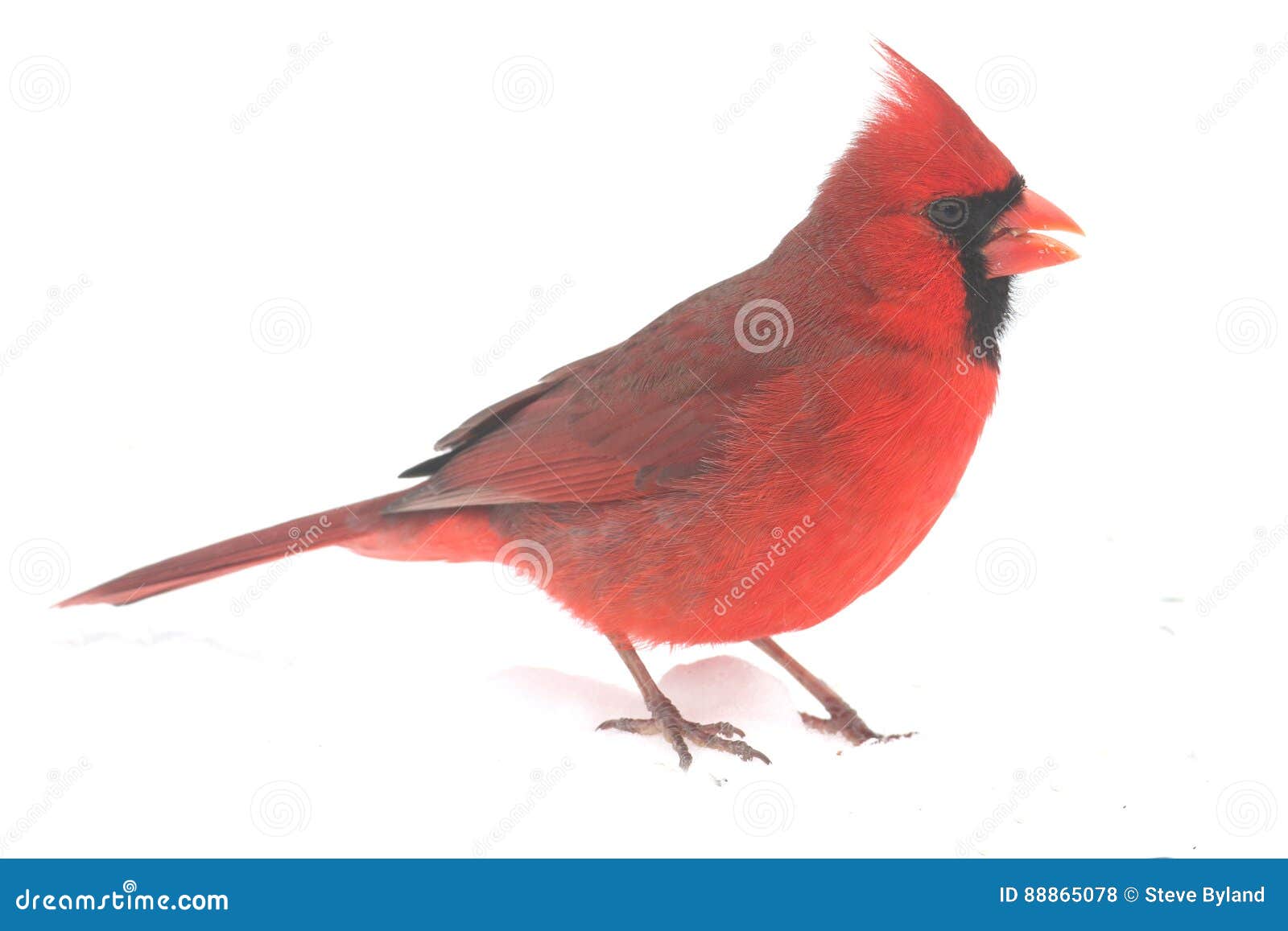 Male Cardinal on White stock photo. Image of nature, fauna - 88865078