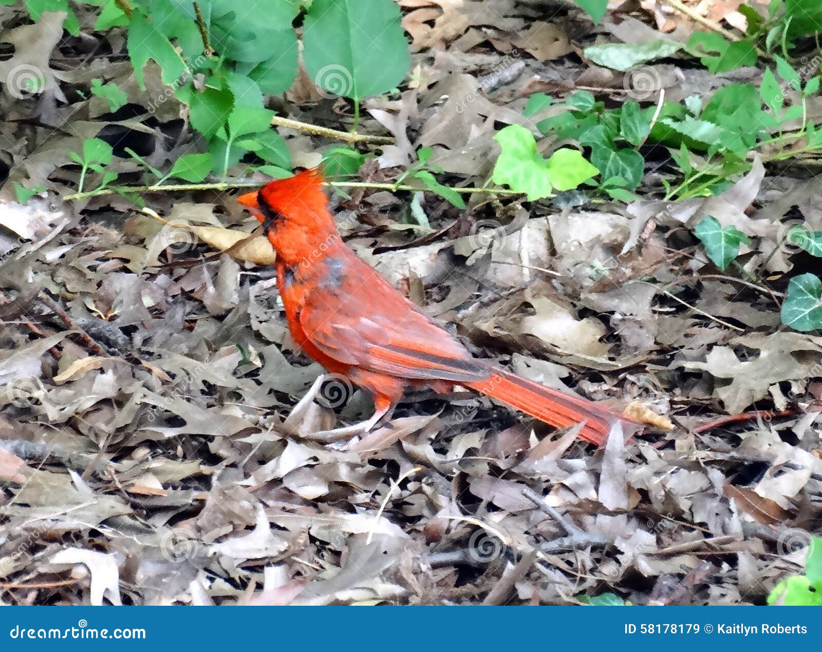 Male cardinal stock image. Image of outdoors, wild, manhattan - 58178179