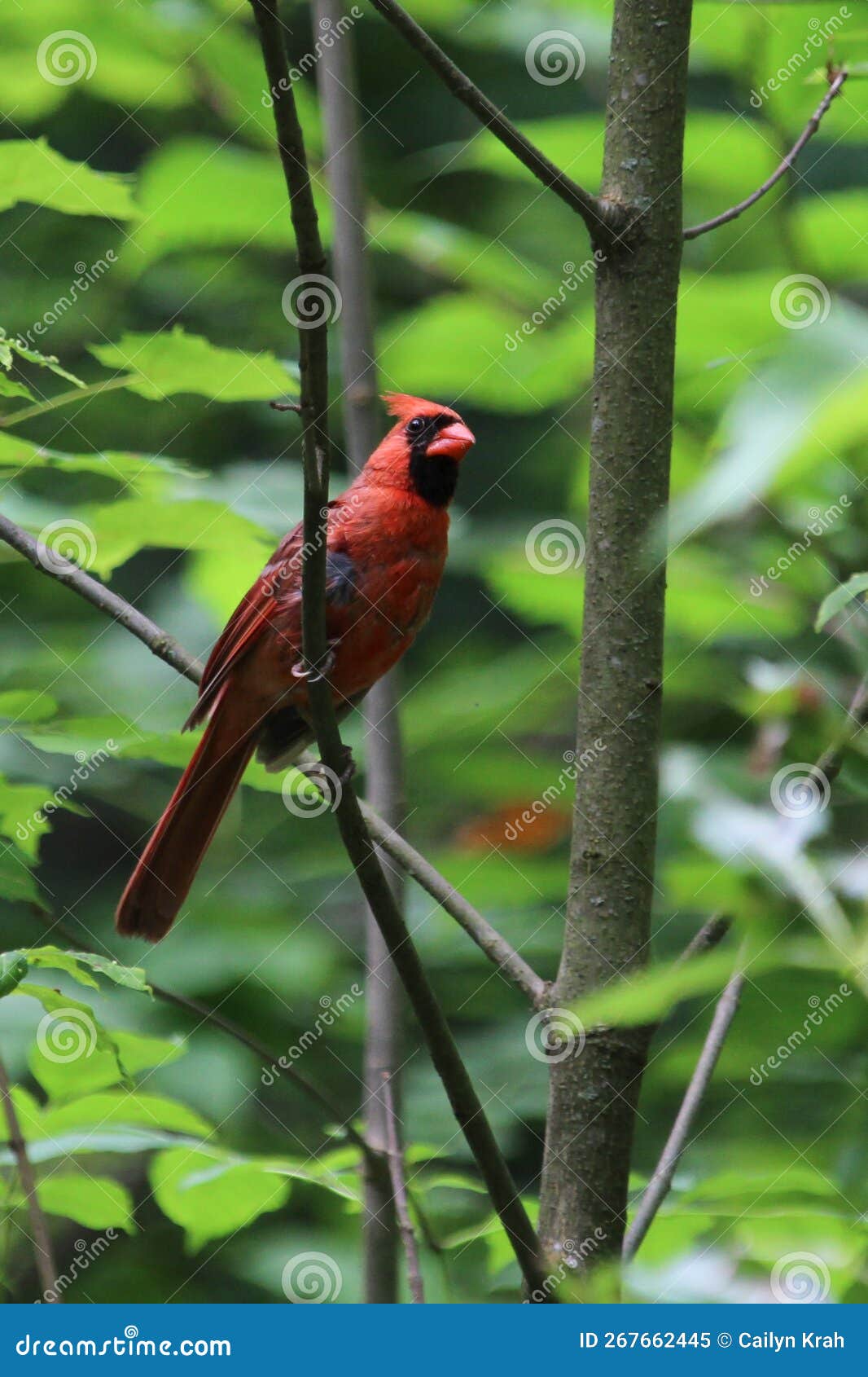 Monarch woods stock image. Image of woods, background - 267662445