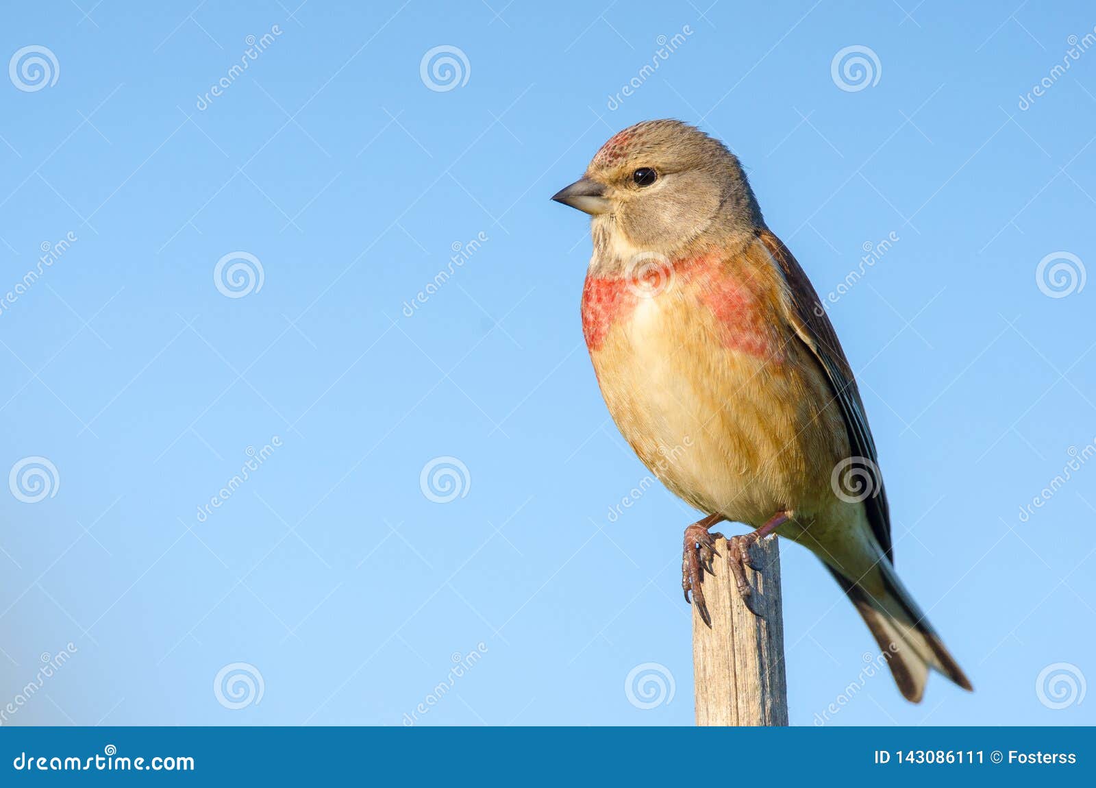 Male Carduelis Cannabina or Pardillo Comun with Copy Space for Text ...
