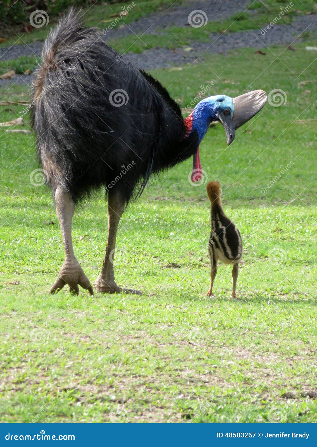 Male cassowary with chick stock image. Image of black - 48503267