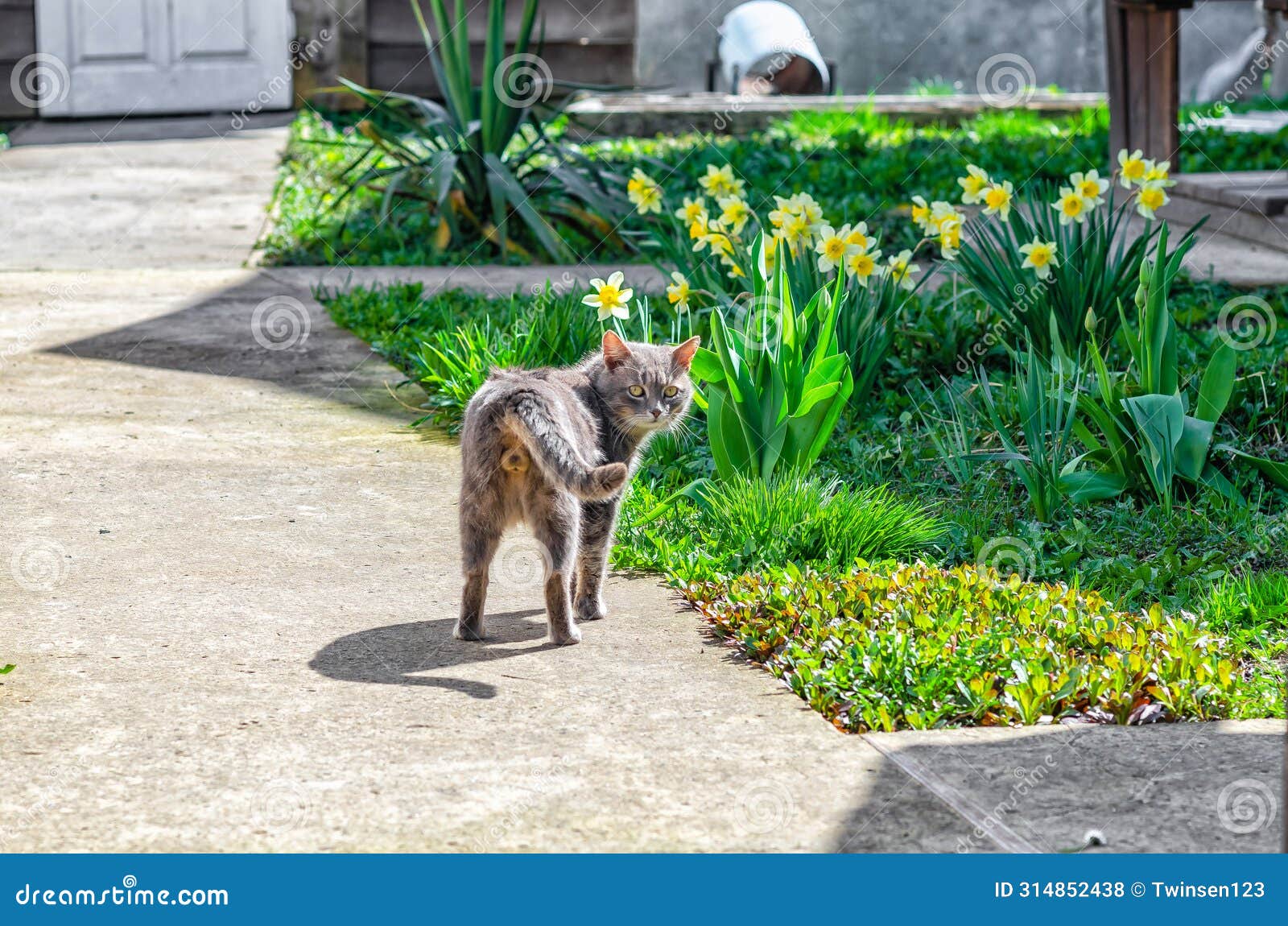 Male Cat with Daffodils in Flower Bed. Back View of Spring Cat is ...