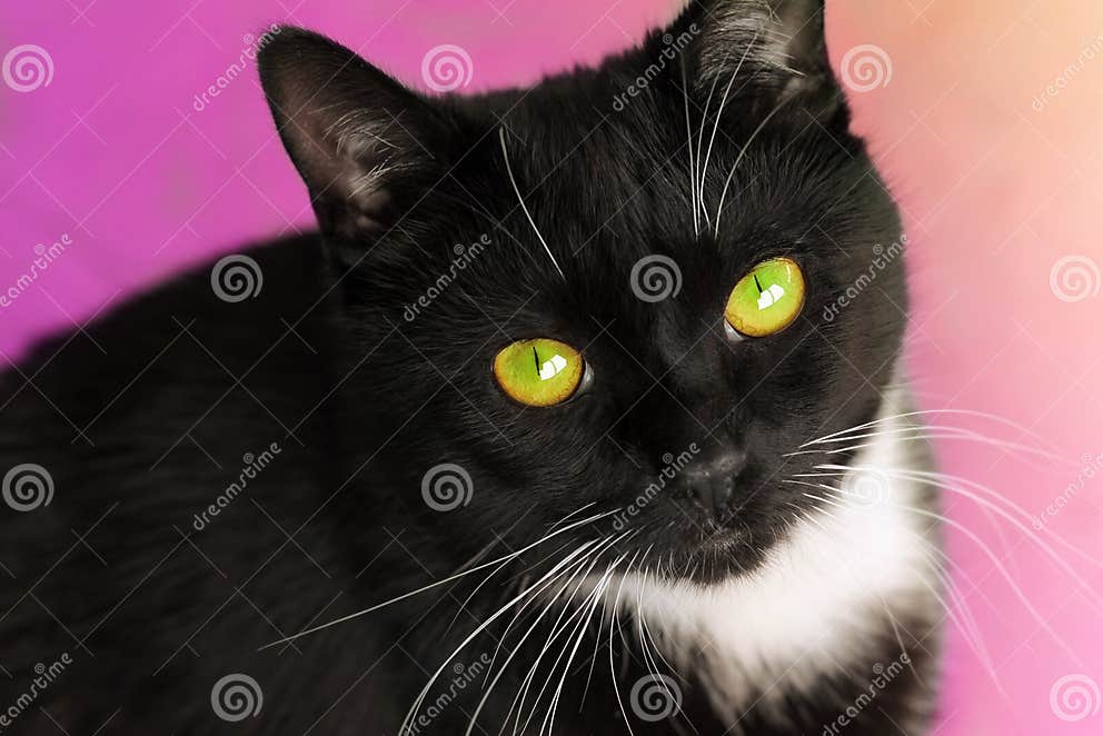 Male cat face stock photo. Image of portrait, beauty - 23437694
