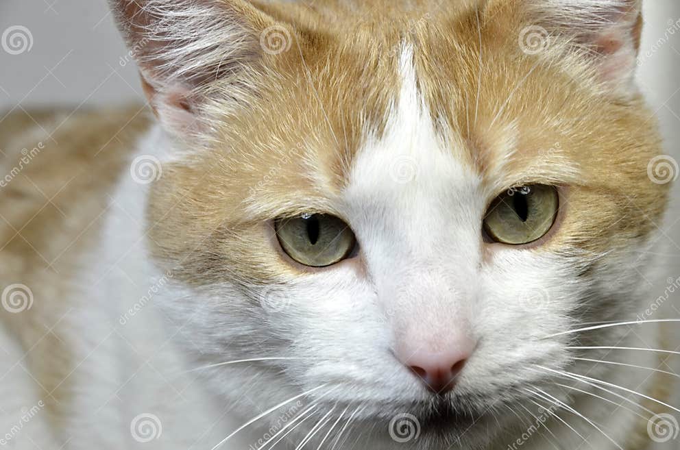 Male cat face stock photo. Image of small, closeup, brown - 26755780