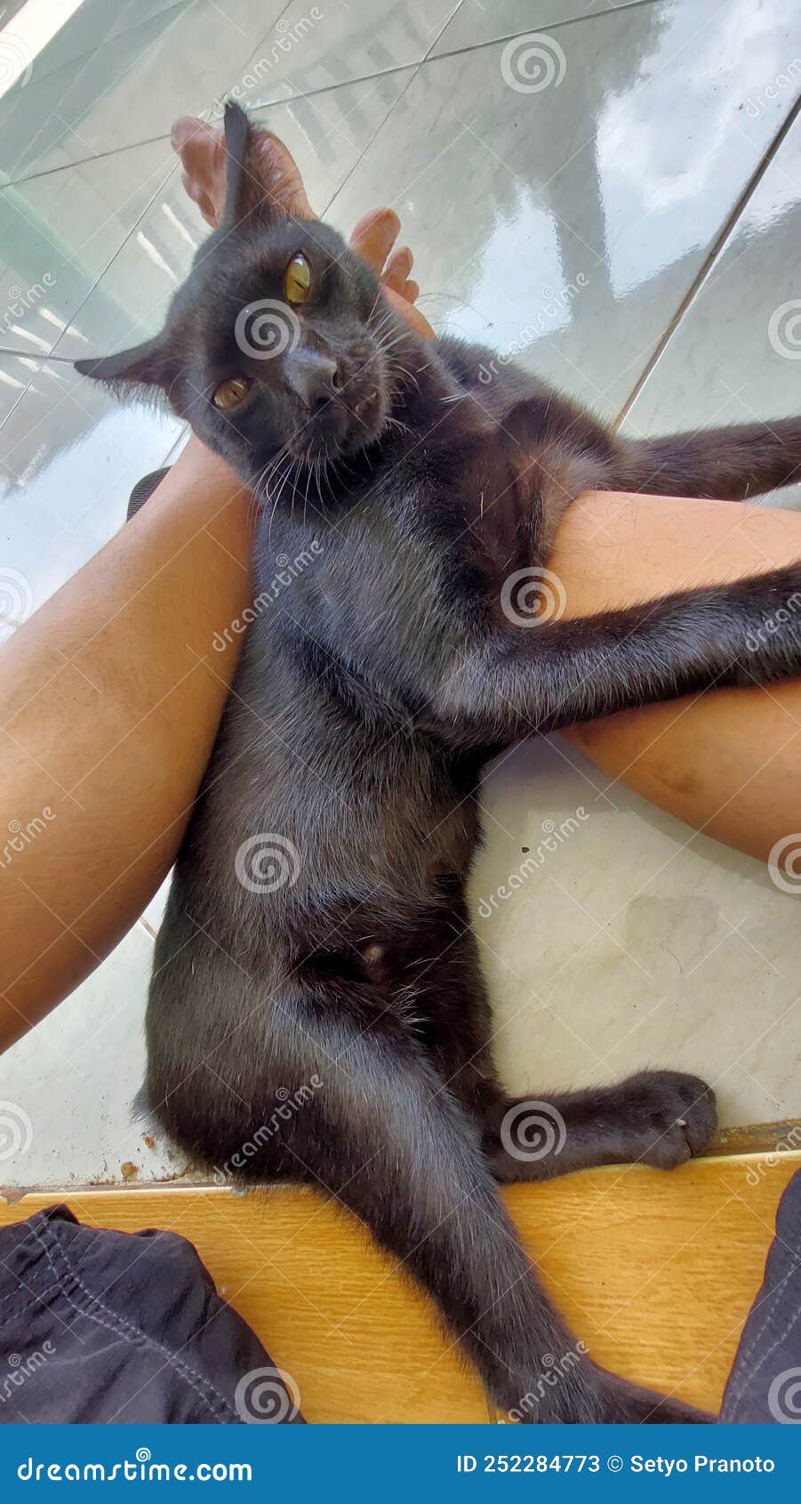 A Male Cat with a Fierce Face Stock Image - Image of male, item: 252284773