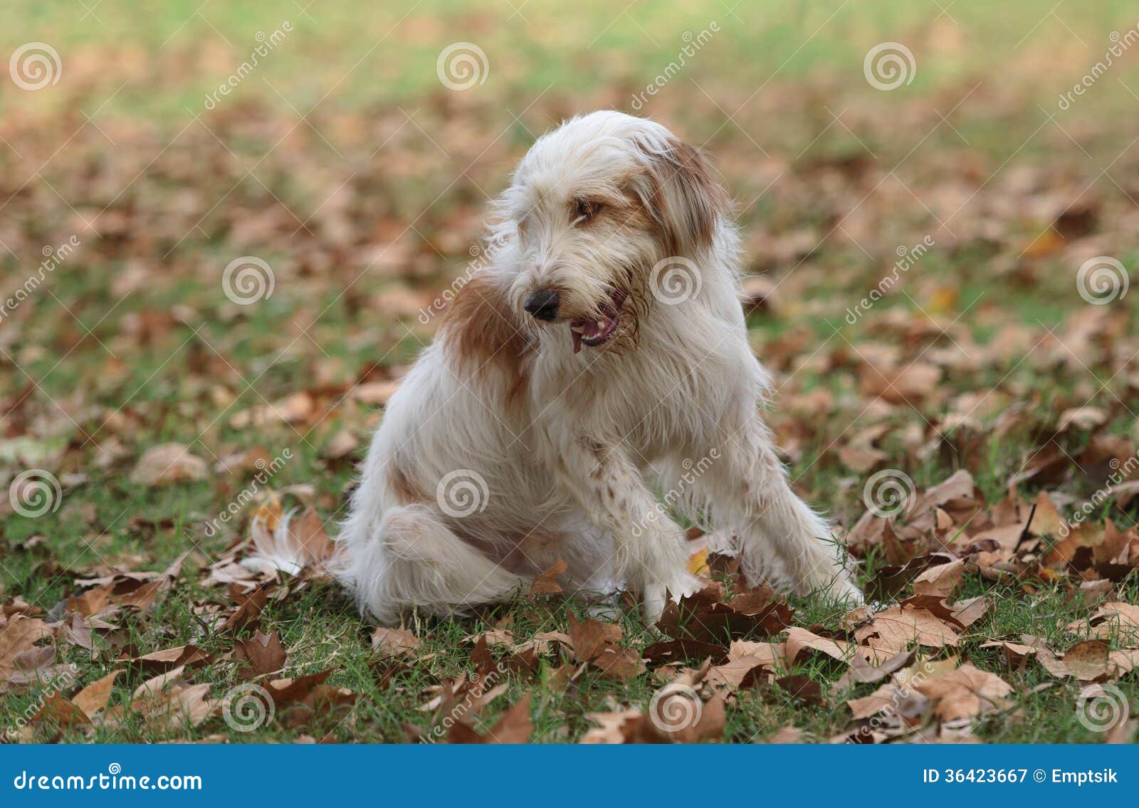Male catalan shepherd dog stock image. Image of mammal - 36423667