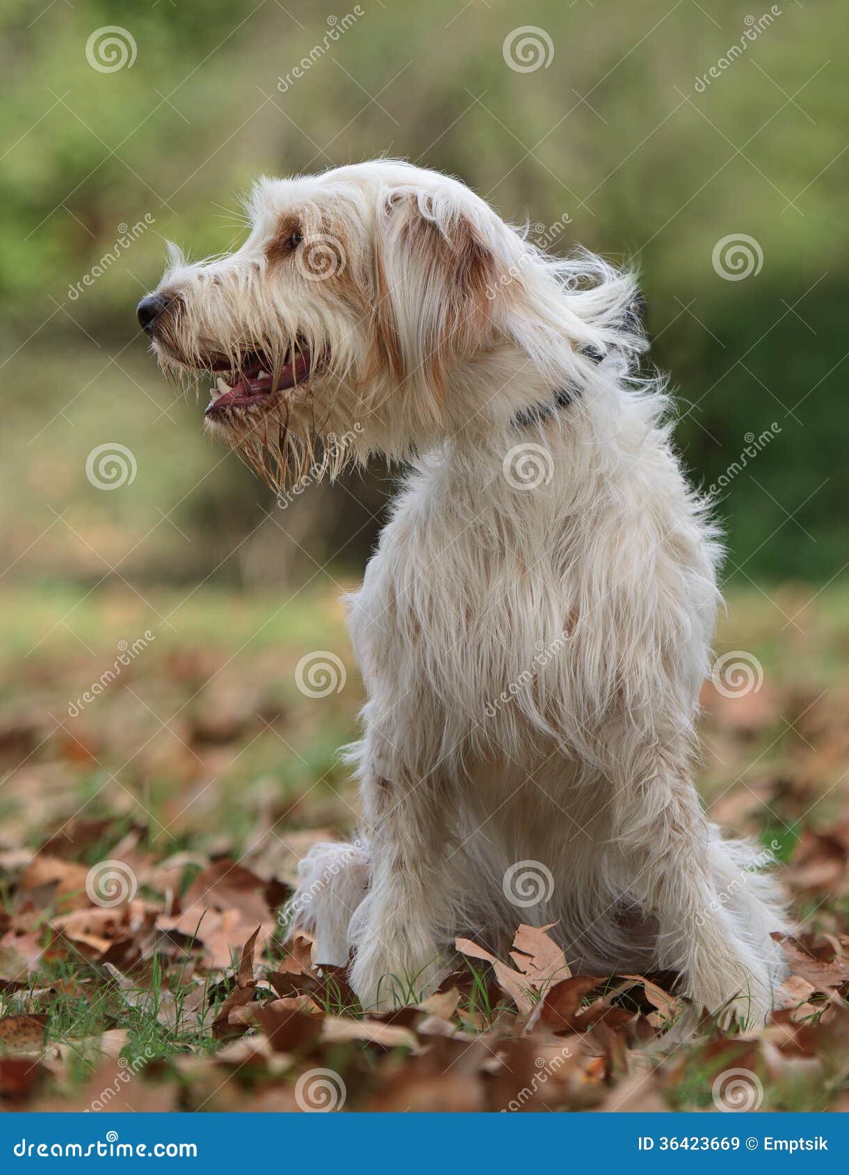 Male catalan shepherd dog stock image. Image of alert - 36423669