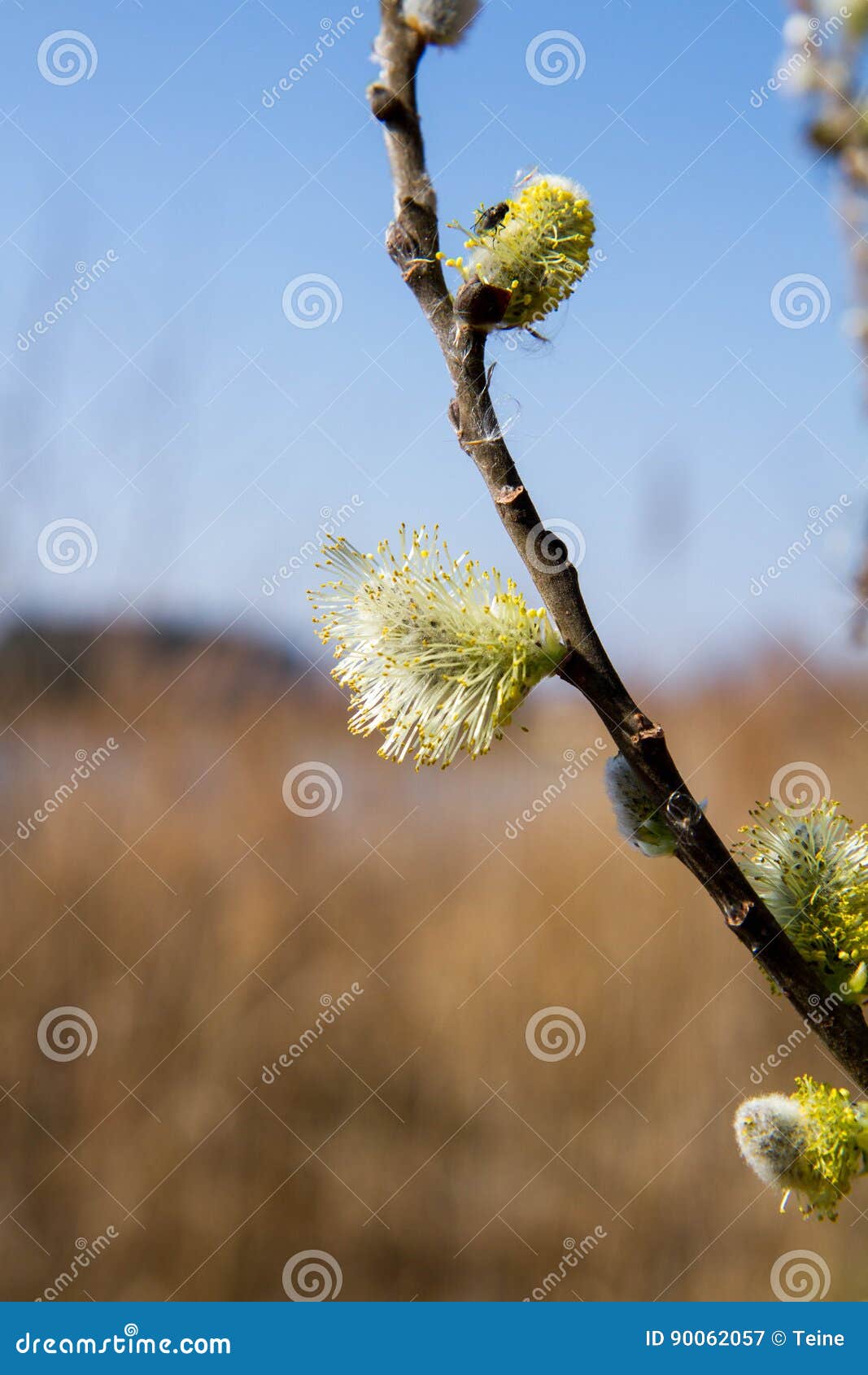Male catkin stock image. Image of sallow, cinerea, willow - 90062057