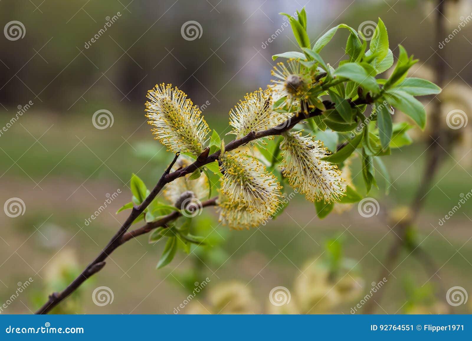 Male catkin willow flower stock image. Image of plant - 92764551