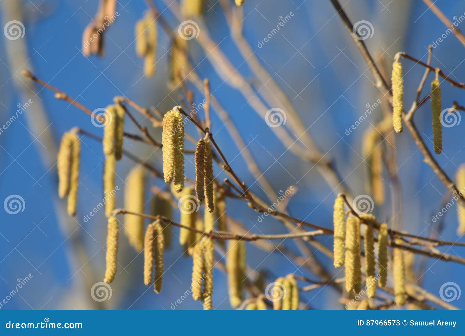 Male Catkins of Hazel in Spring Stock Image - Image of biodiversity ...