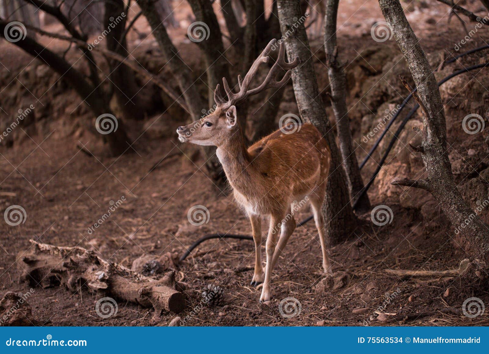 Male Cervus Dama Deer stock photo. Image of fallow, beauty - 75563534