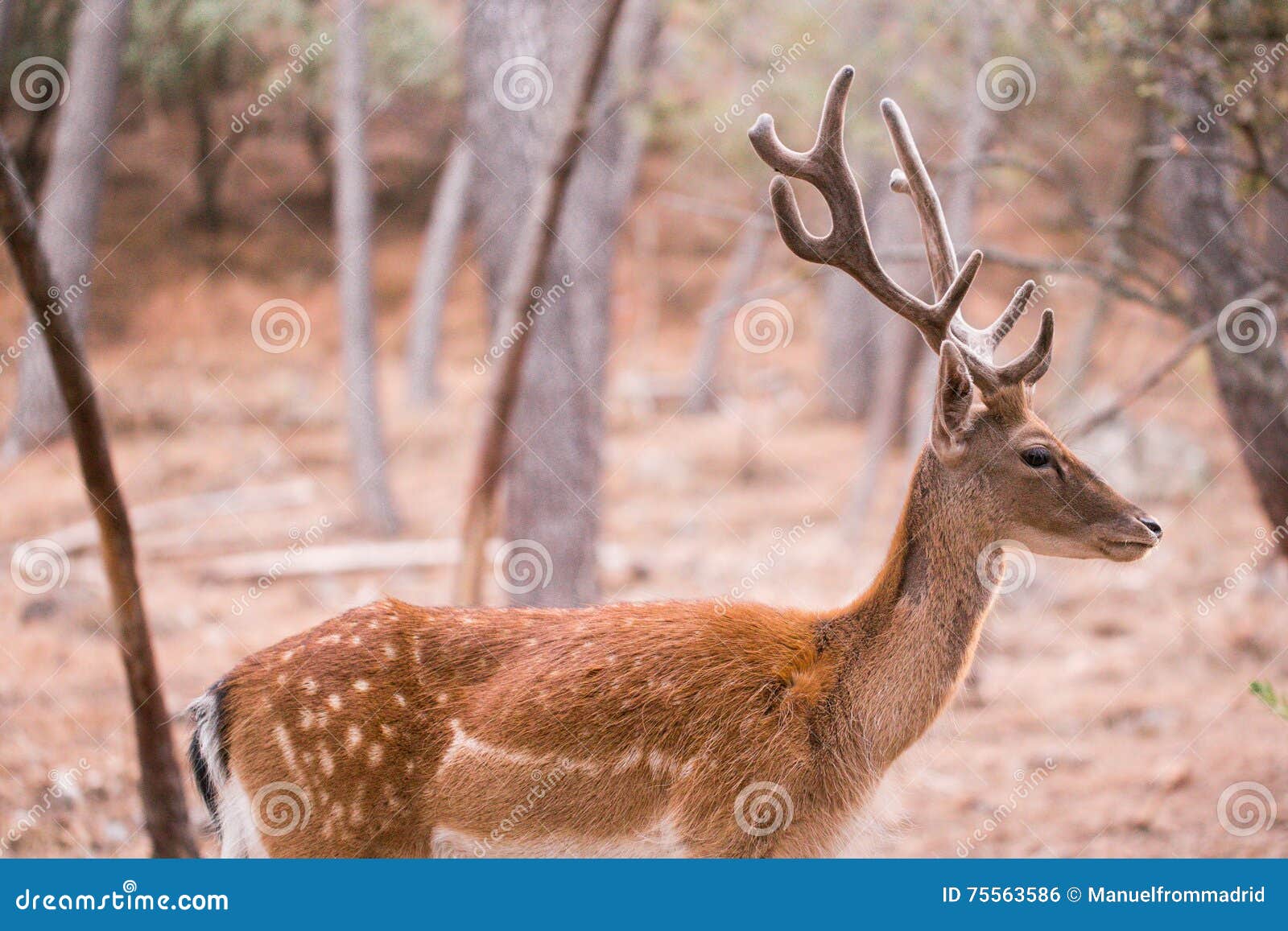 Male Cervus Dama Deer stock photo. Image of environment - 75563586