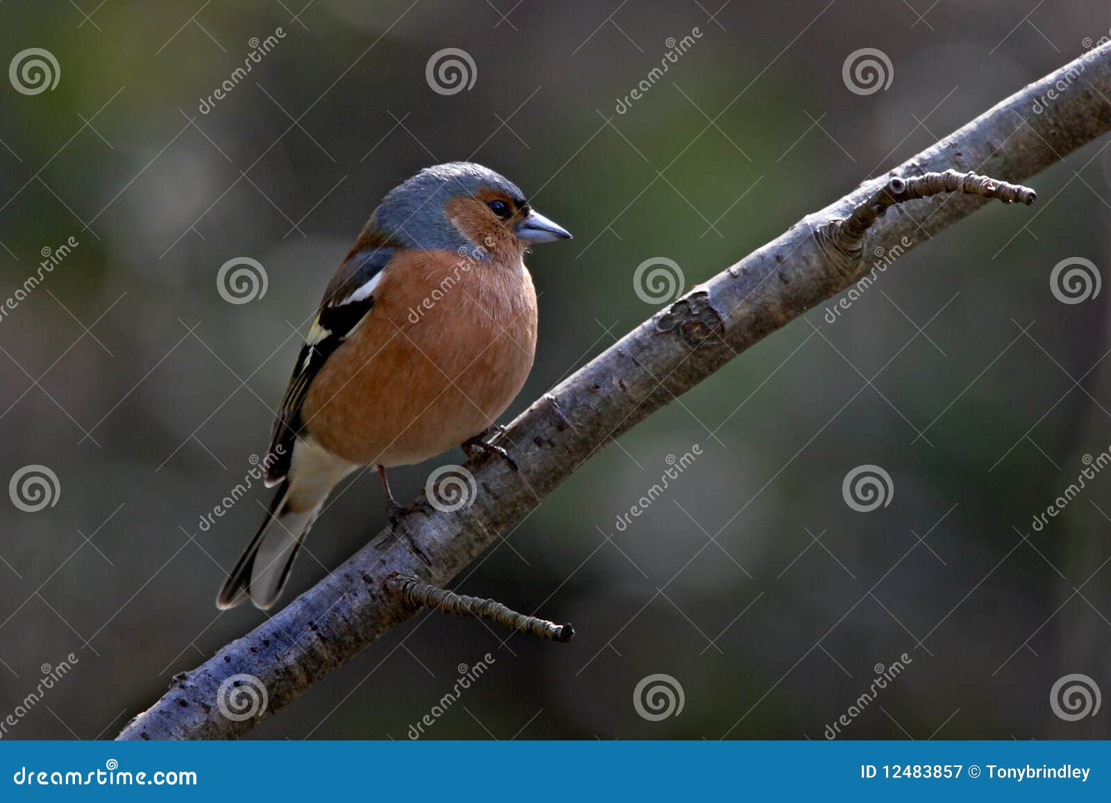 Male Chaffinch stock image. Image of coelebs, fringilla - 12483857