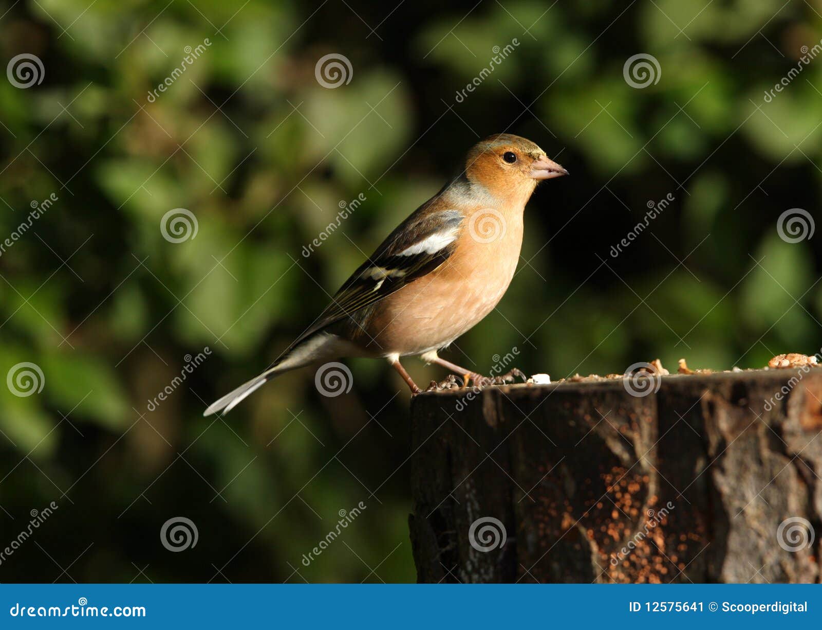 Male Chaffinch stock image. Image of fringilla, stump - 12575641