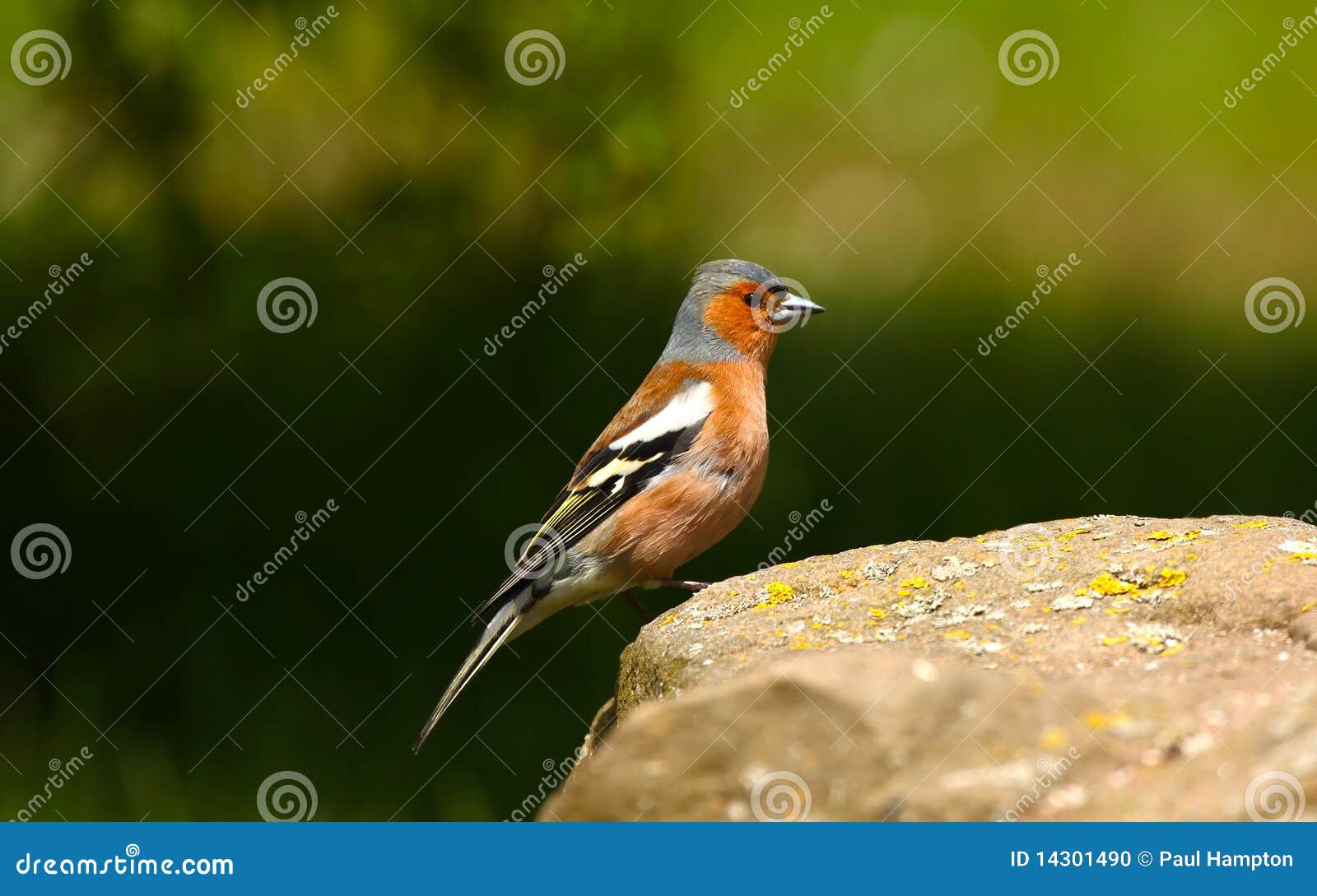 A Male Chaffinch stock photo. Image of colour, bird, nature - 14301490