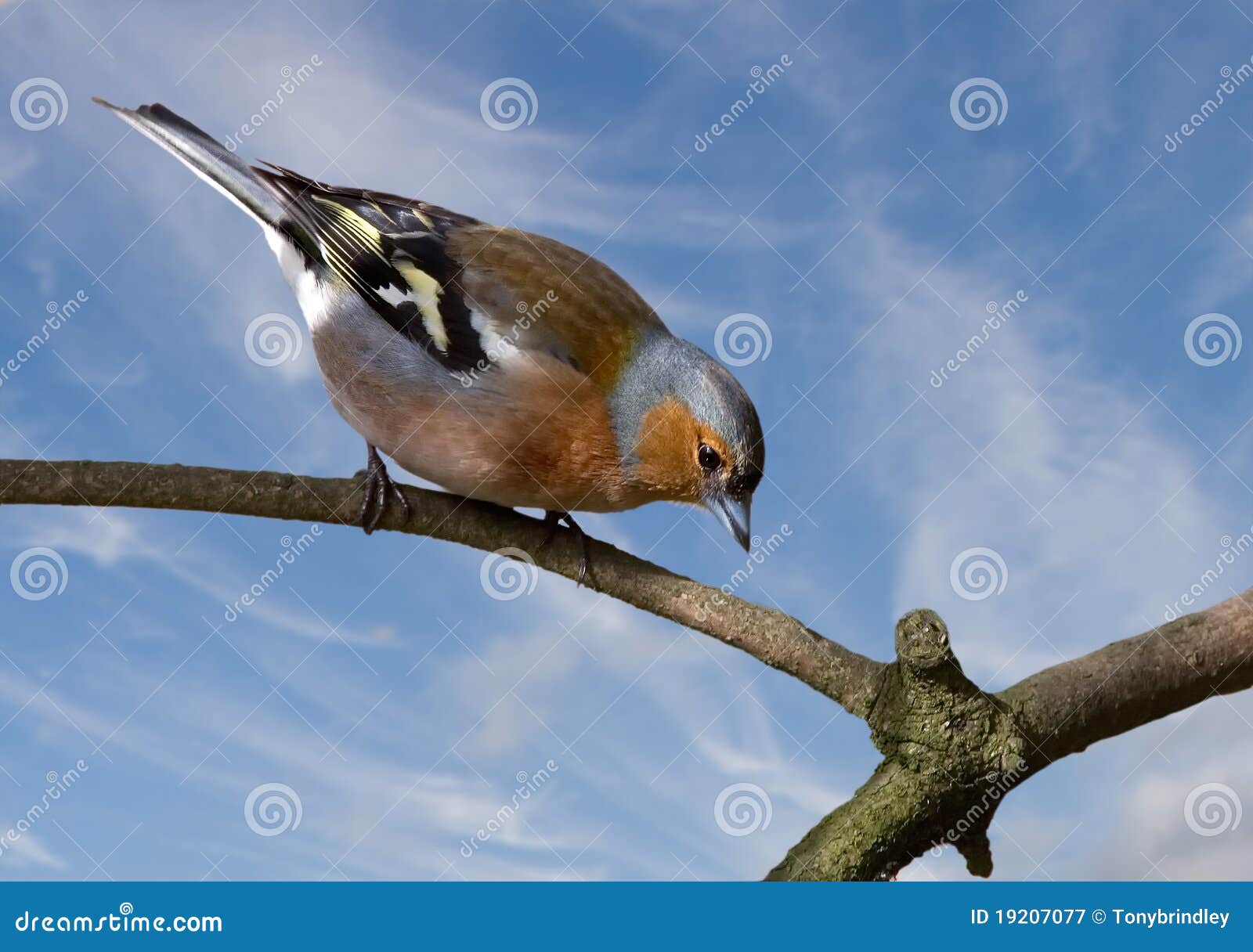 Male Chaffinch stock image. Image of nature, england - 19207077
