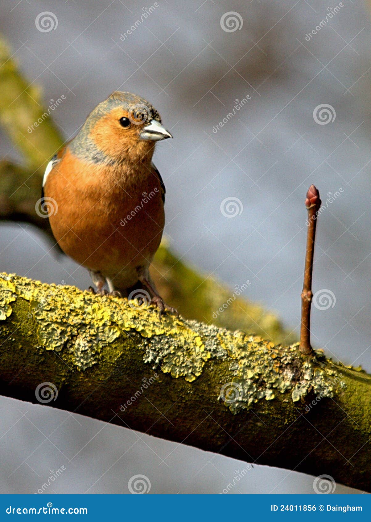 Male chaffinch stock photo. Image of flying, animal, coelebs - 24011856