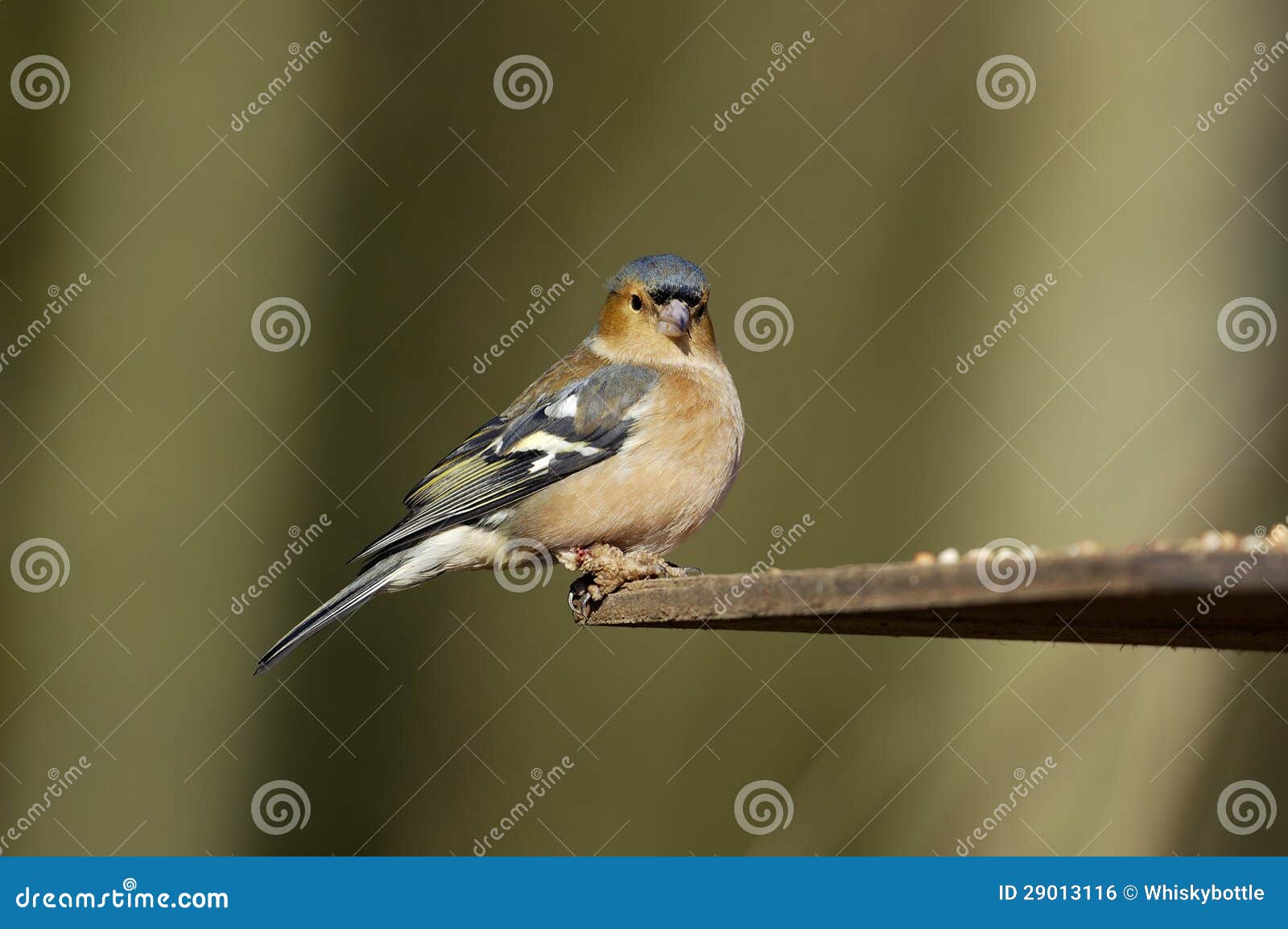 Male Chaffinch stock photo. Image of landscape, diseased - 29013116