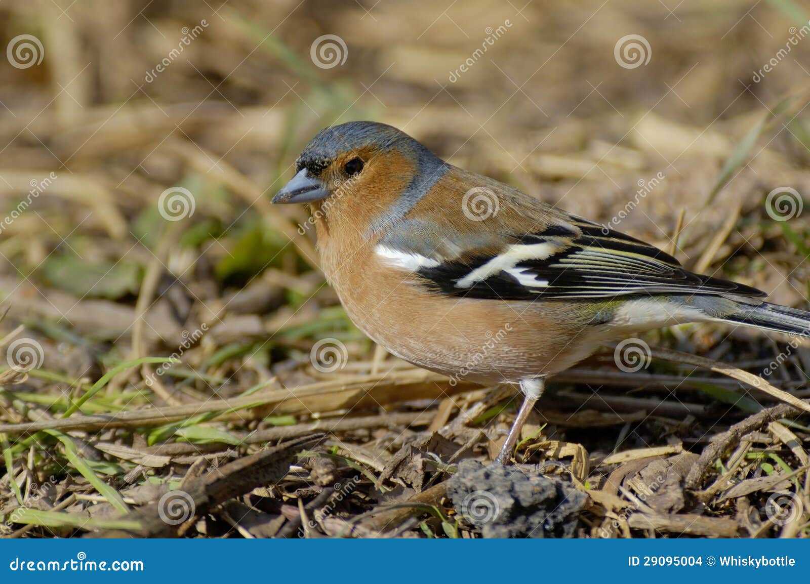 Male Chaffinch stock photo. Image of chaffinch, wild - 29095004